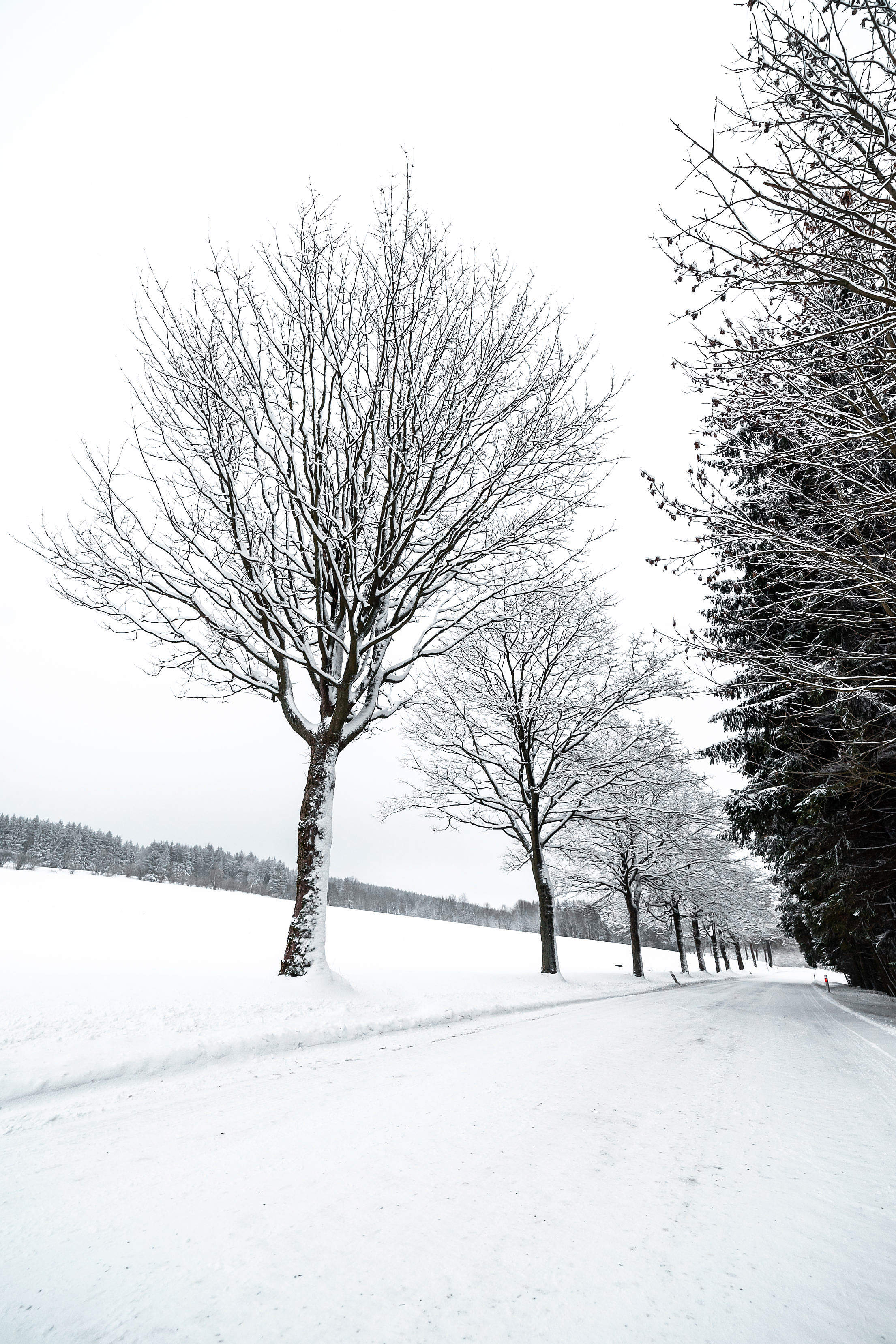 Alley of Trees Covered with Snow Free Stock Photo | picjumbo