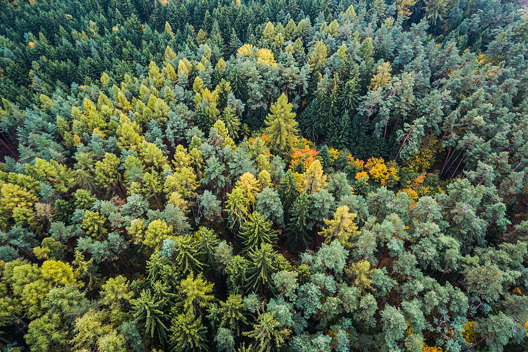 Searching forest FREE stock photos | picjumbo