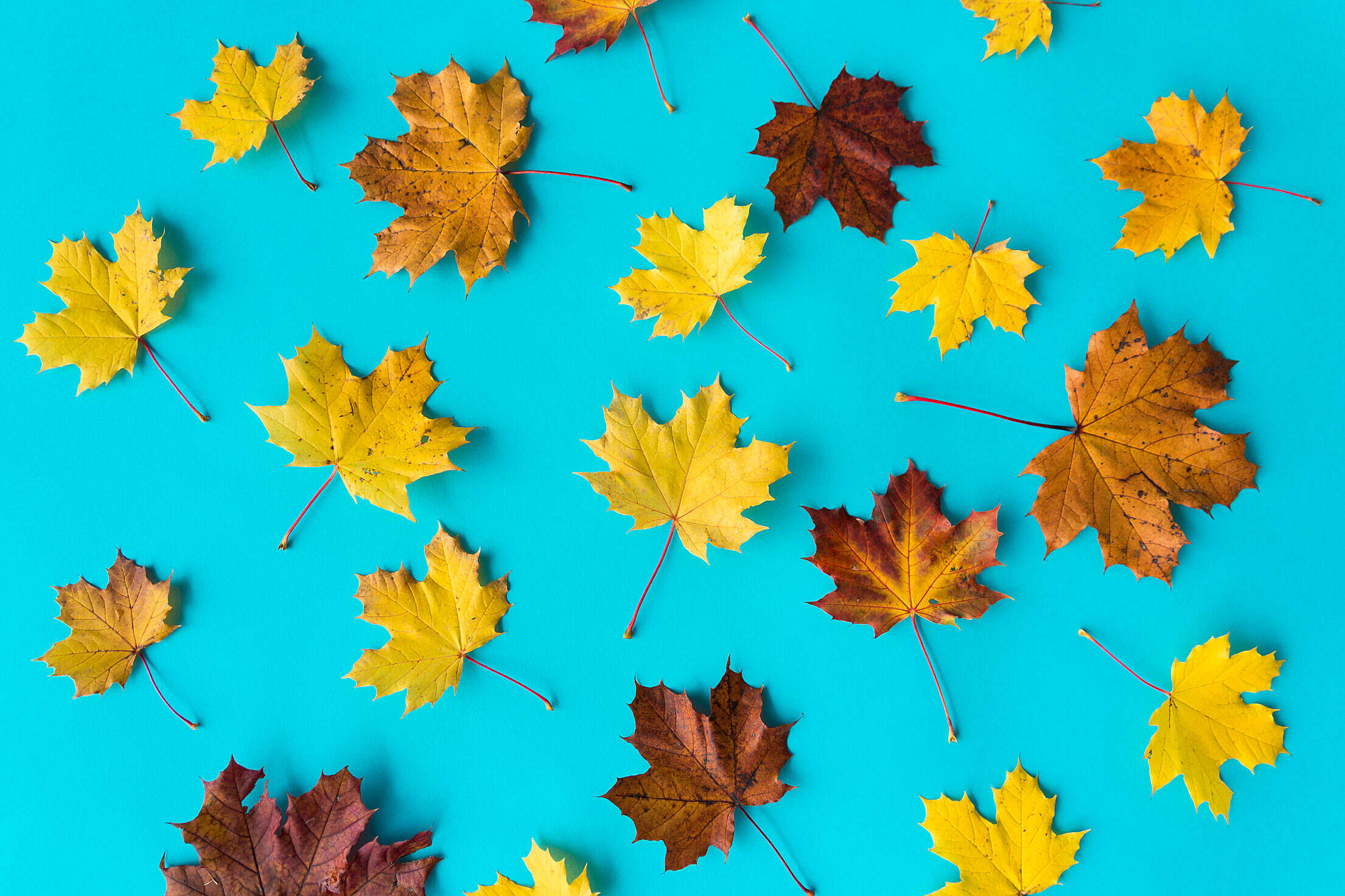 Autumn Leaves on Flat Blue Background #2 Free Stock Photo | picjumbo