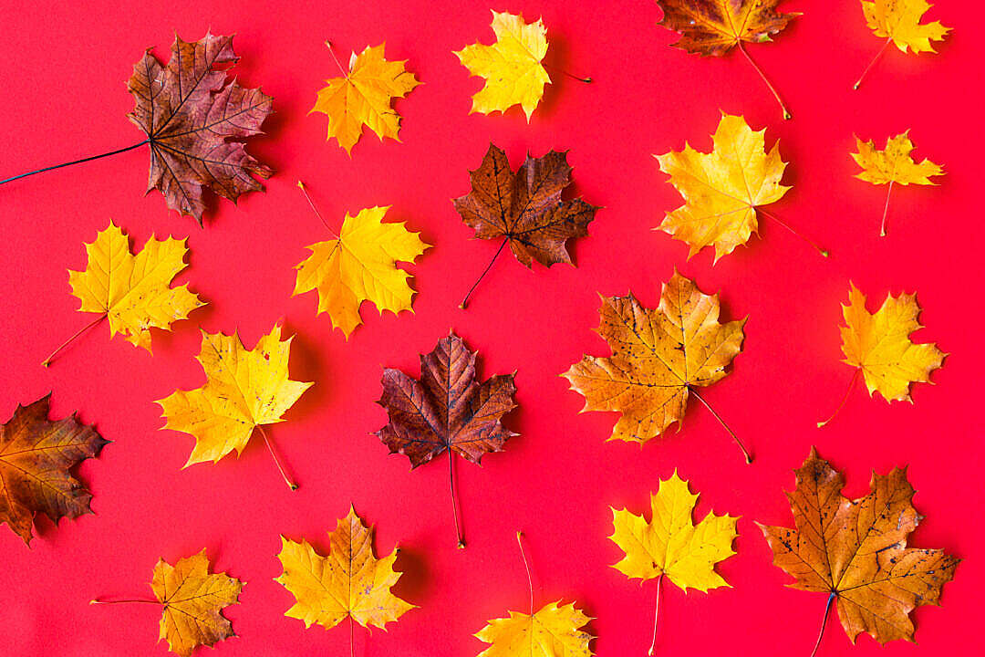 40+ Fall Colors Free Photos and Images | Page 2 of 2 | picjumbo