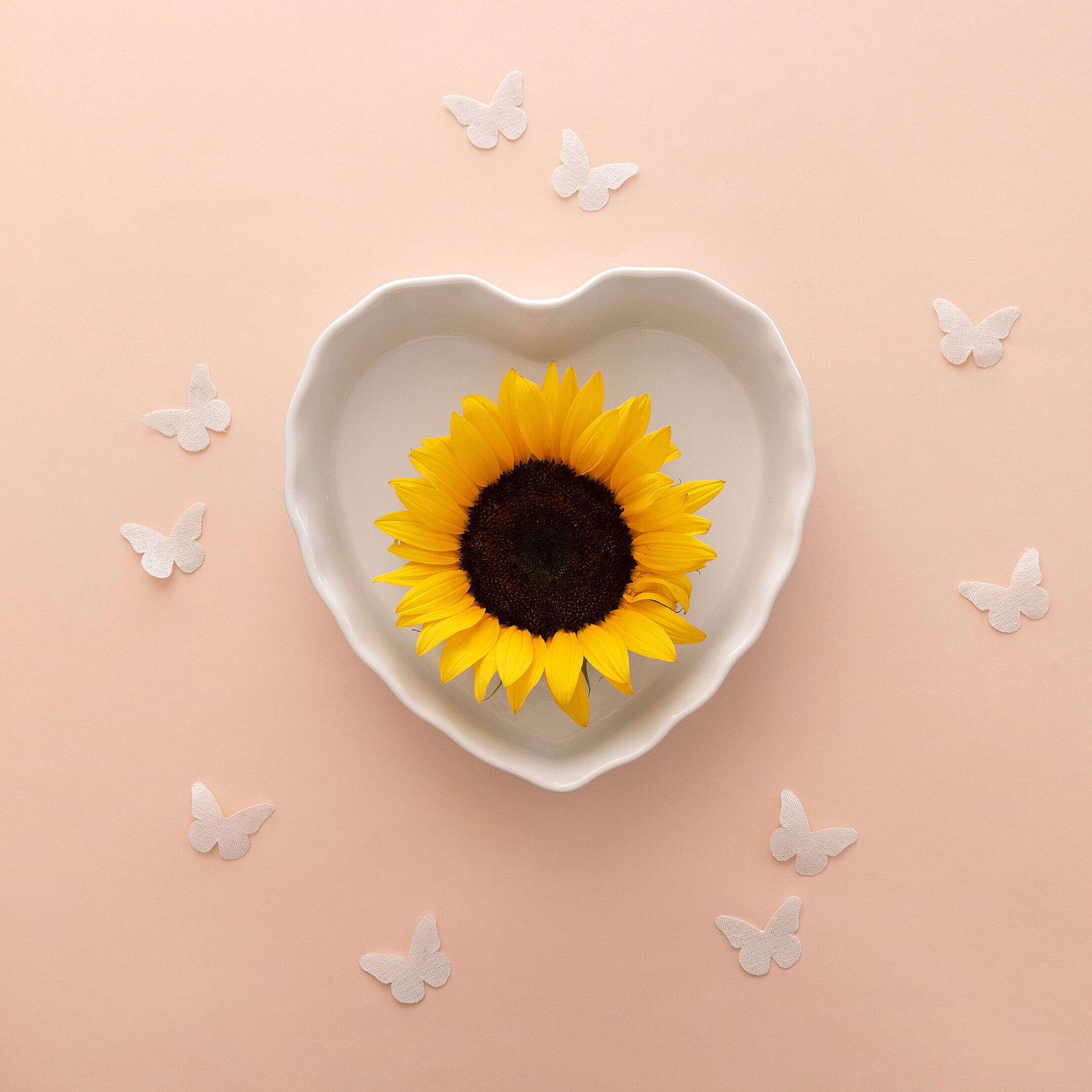 Beautiful Sunflower Flat Lay Free Stock Photo | picjumbo