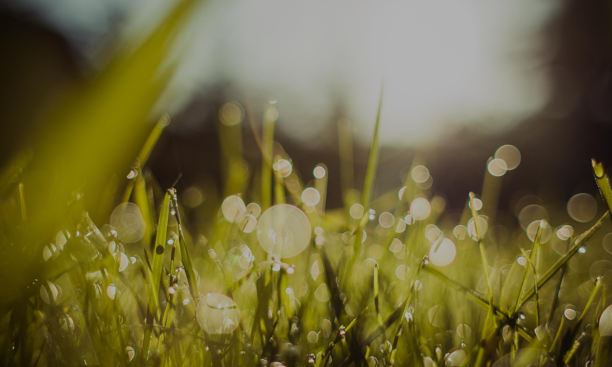 🌱 Nature PREMIUM Collections | picjumbo