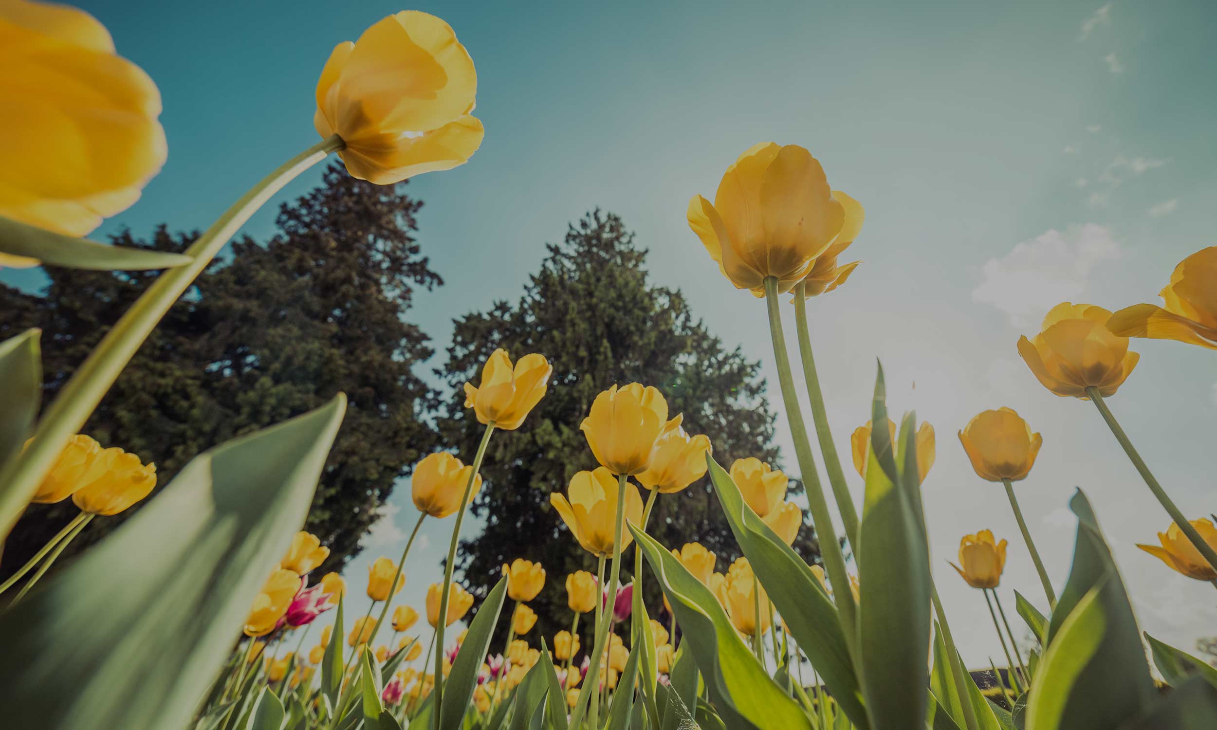 🌱 Nature PREMIUM Collections | picjumbo