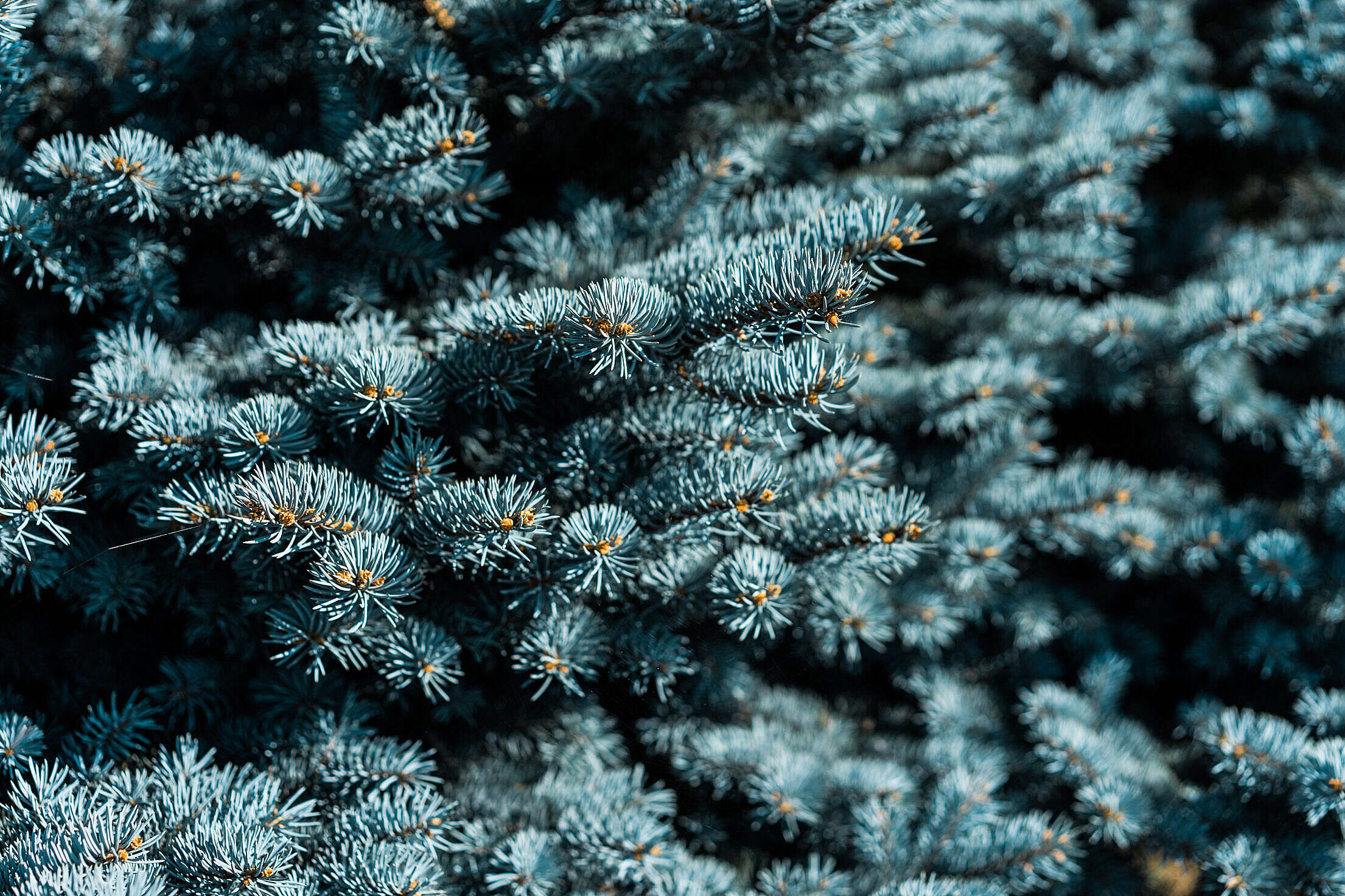 Blue Conifer Tree Free Stock Photo | picjumbo