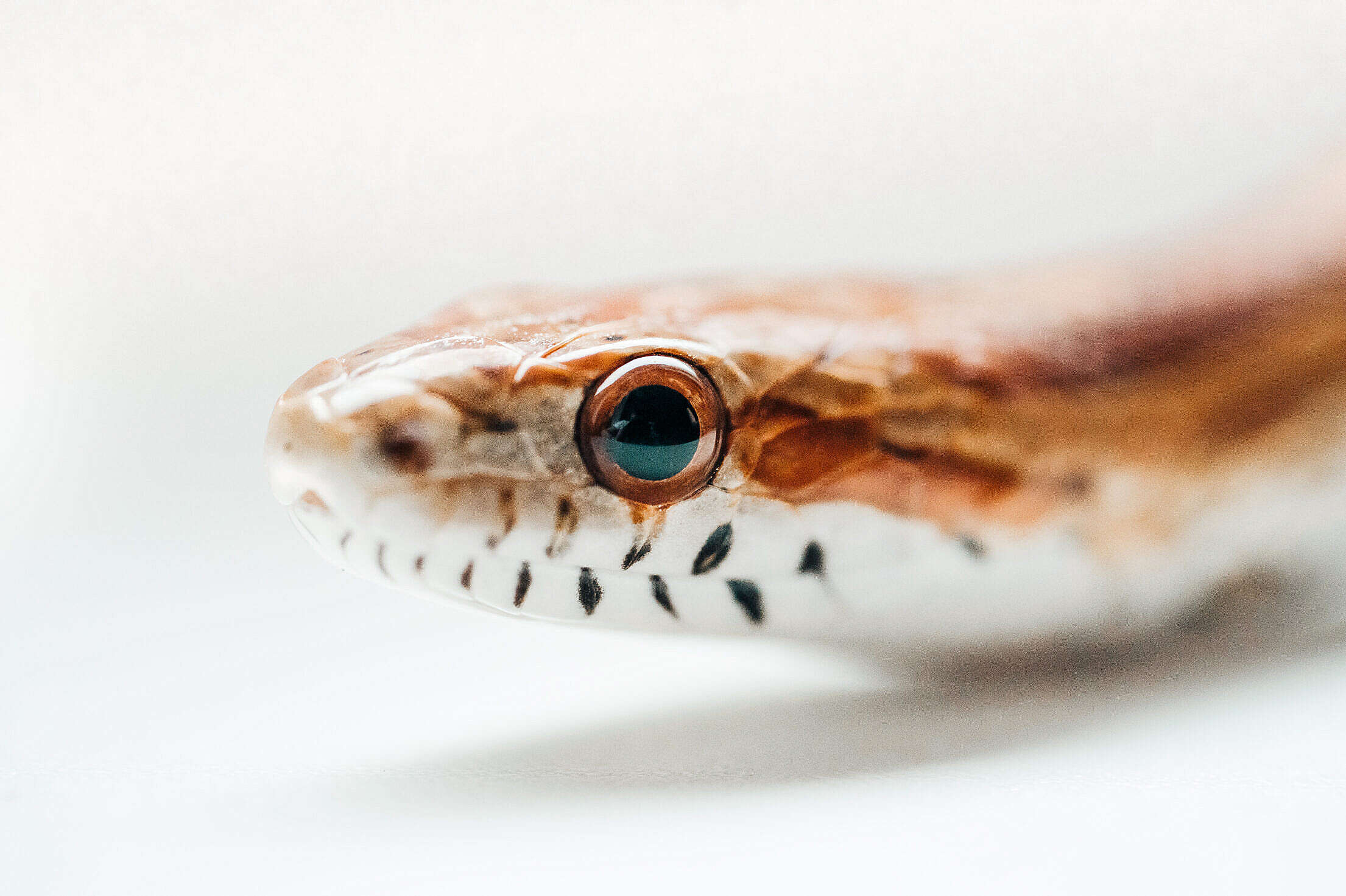 Corn Snake Eye Macro Free Stock Photo | picjumbo