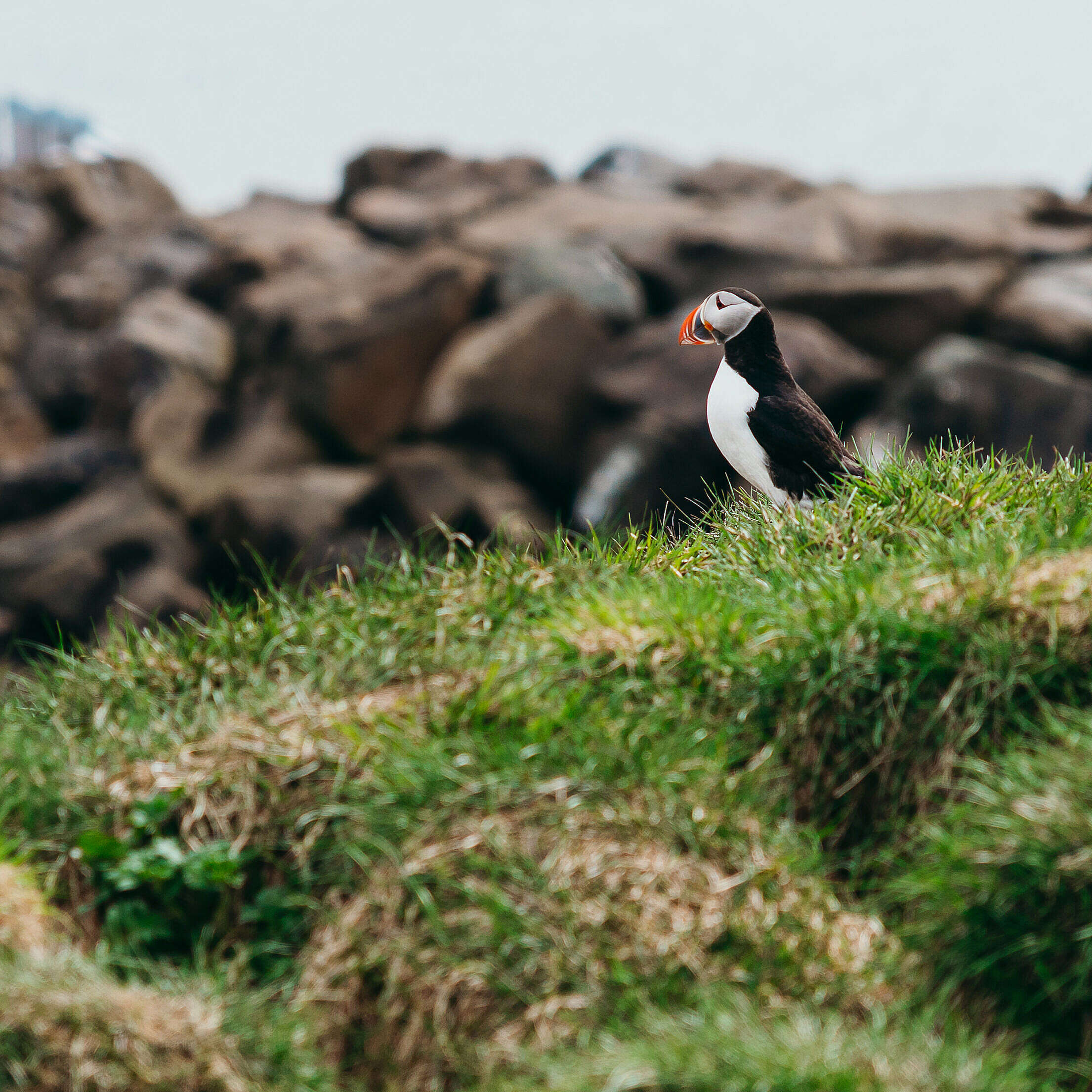 Cute Icelandic Puffin Free Stock Photo | picjumbo