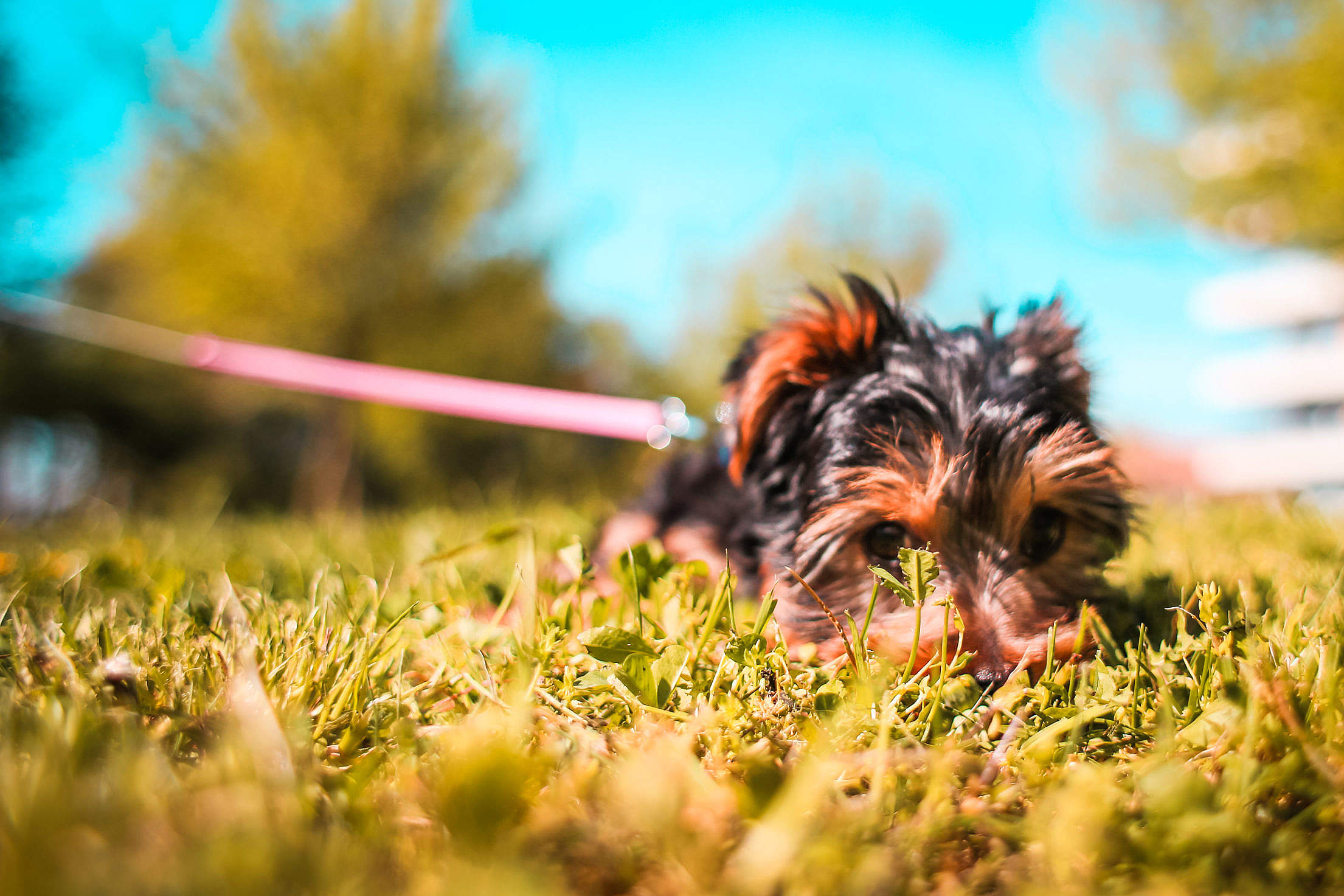 Cute Yorkshire-Terrier Puppy Playing Hide and Seek Free Stock Photo ...