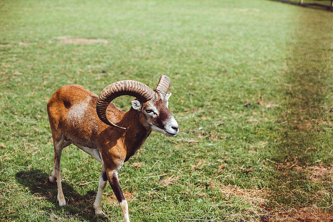 2 European Mouflons Free Photos and Images | picjumbo