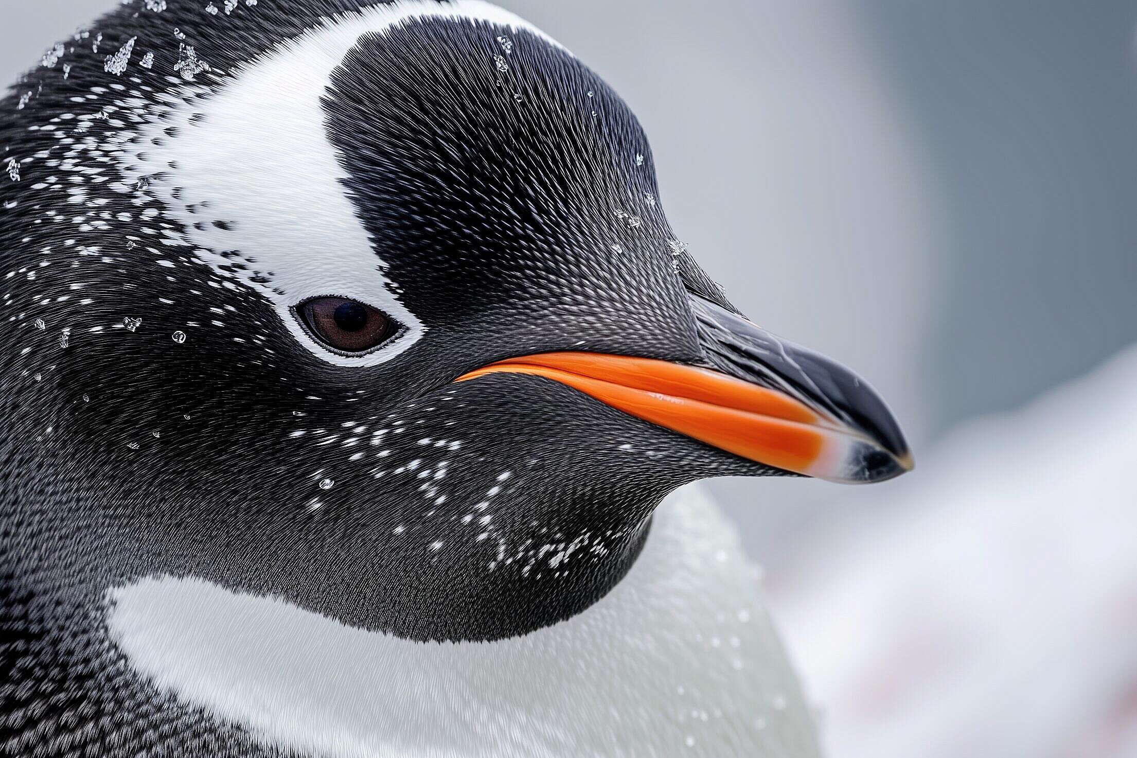 Extremely Close Portrait of a Penguin Free Stock Photo | picjumbo