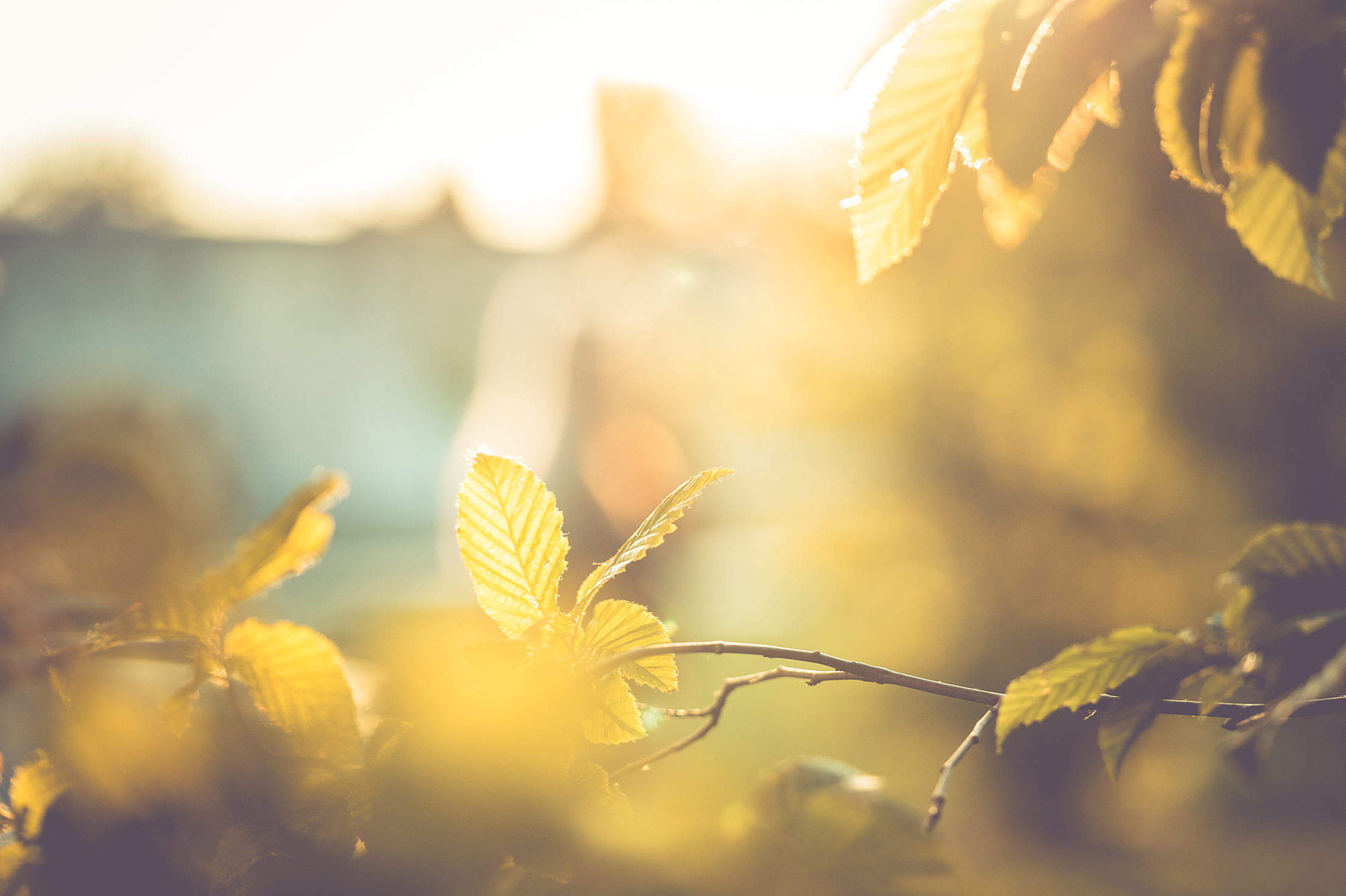 Fall Autumn Leaves Abstract Free Stock Photo | picjumbo