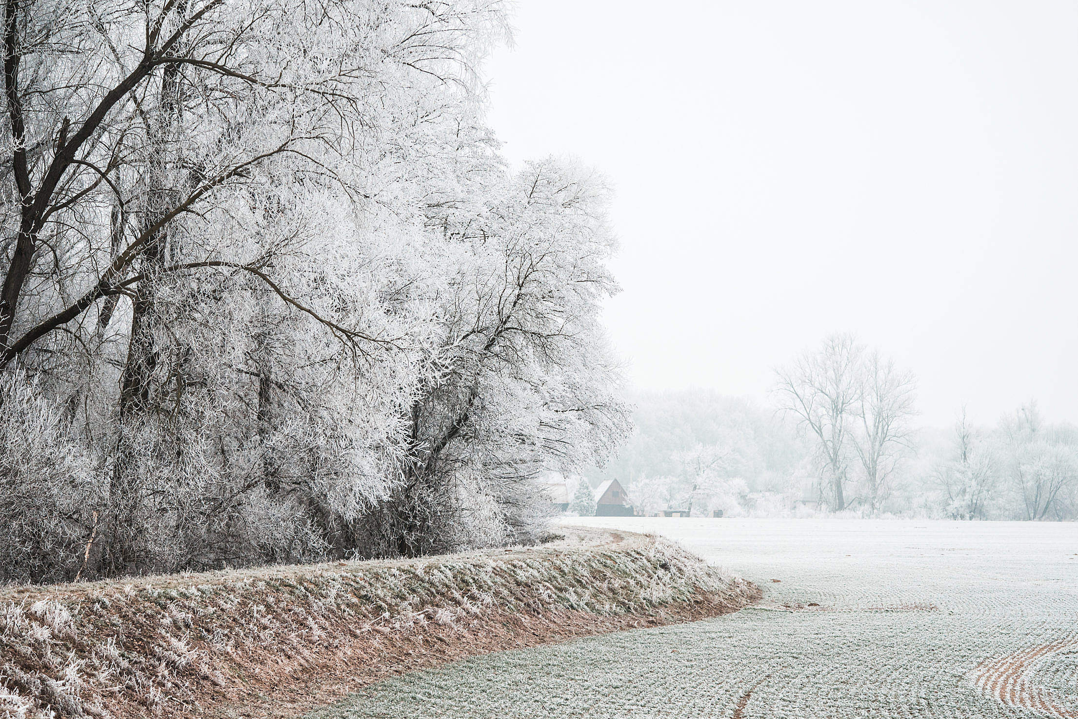 Field and Trees Covered in Hoarfrost Free Stock Photo | picjumbo