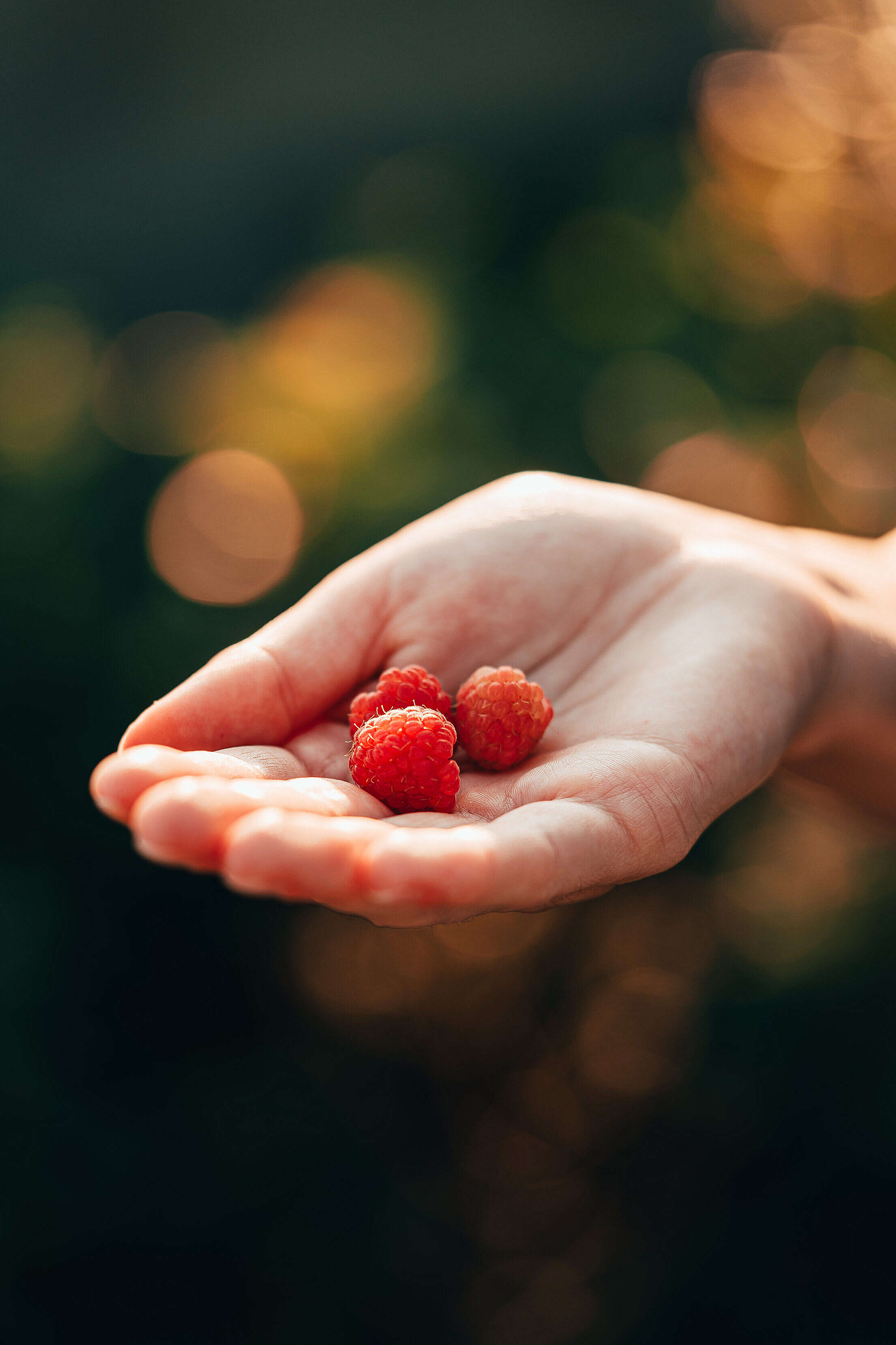 First Raspberries in Woman Hand Free Stock Photo | picjumbo
