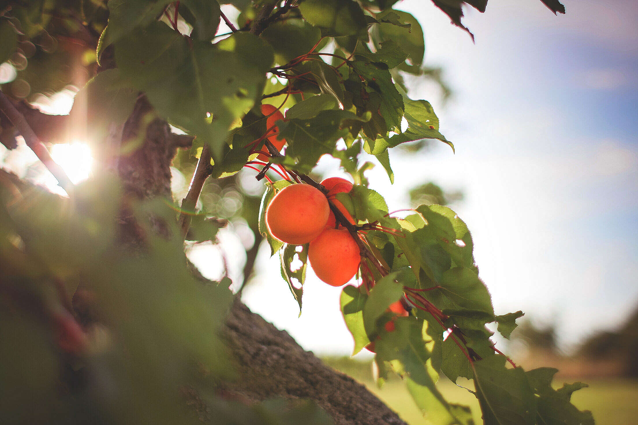 Fresh Apricots On The Tree Free Stock Photo | picjumbo