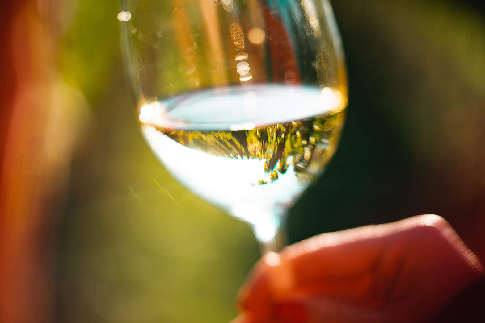 Glass of White Wine Free Stock Photo | picjumbo