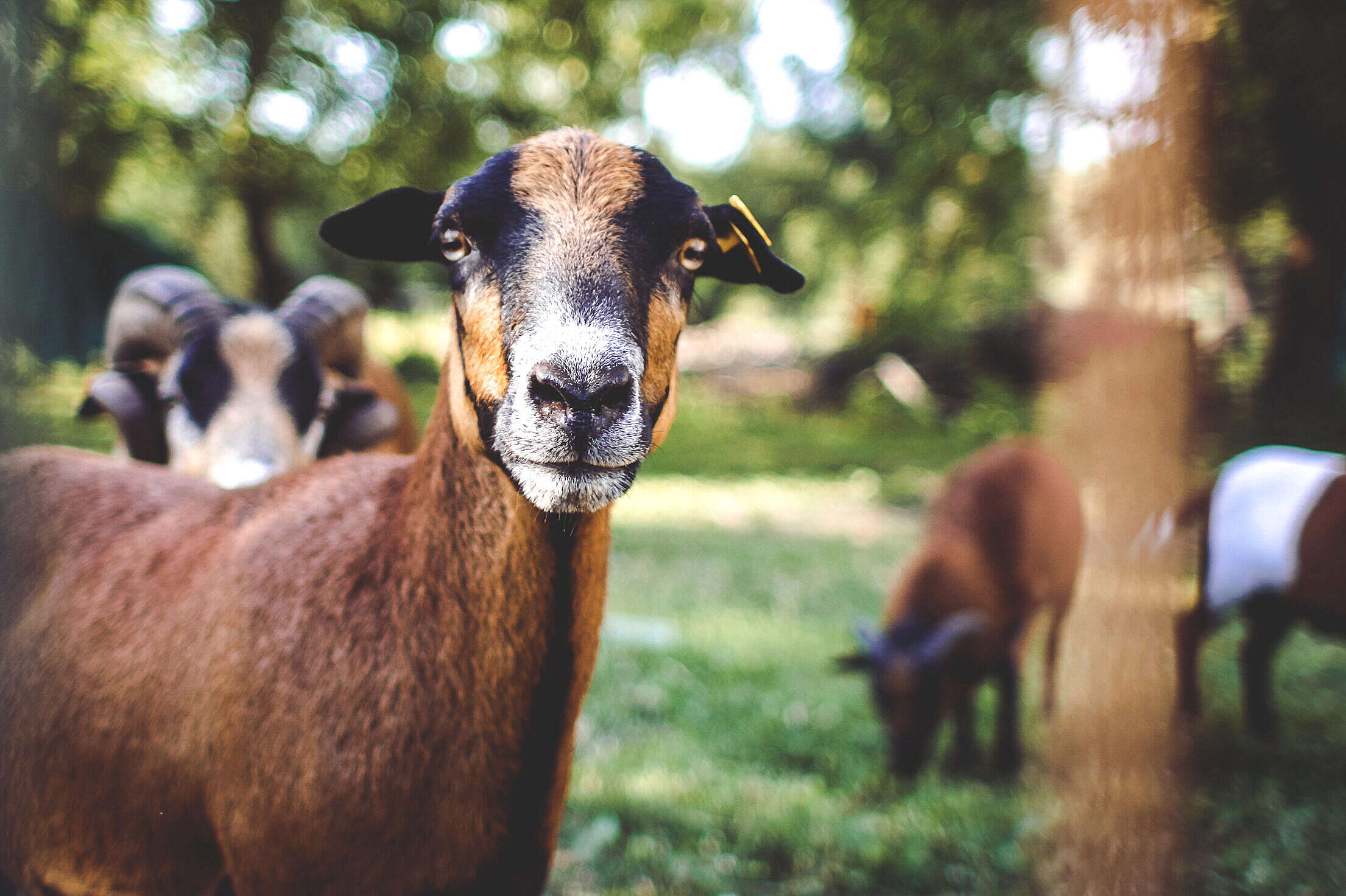 Goat Portrait? Free Stock Photo | picjumbo