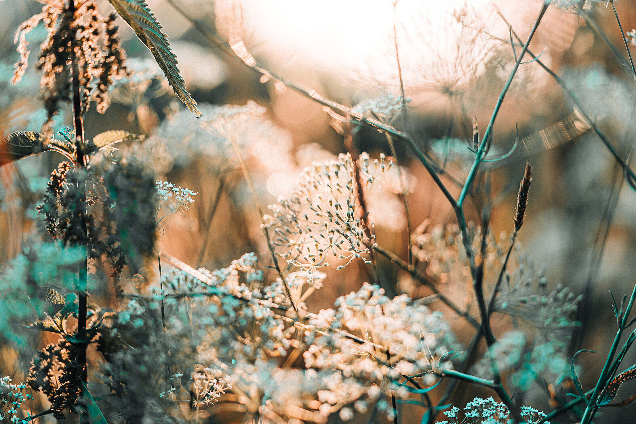 Grass Against Cold Morning Sun Free Stock Photo | picjumbo