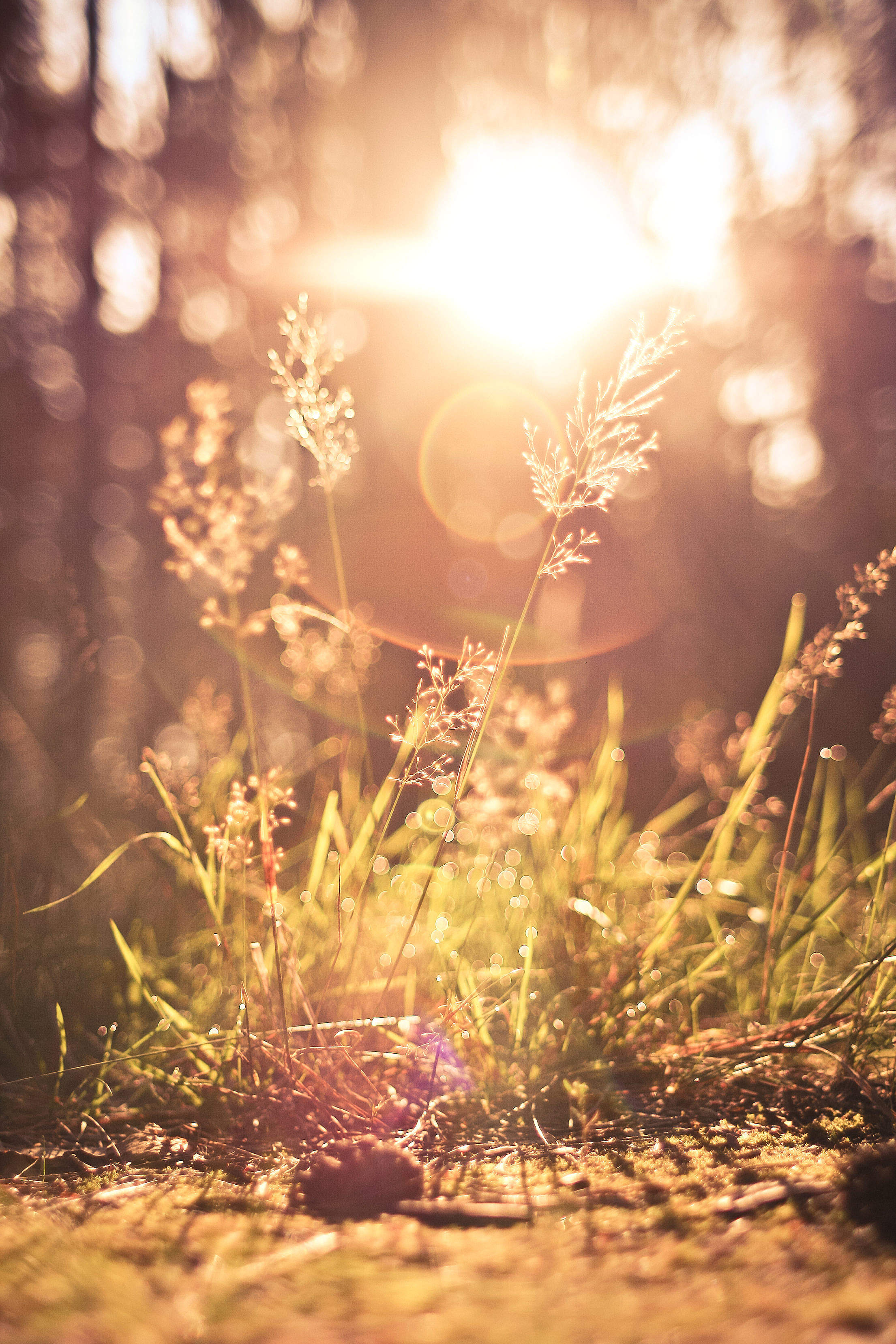 Grass Against Morning Sun Vertical Free Stock Photo | picjumbo