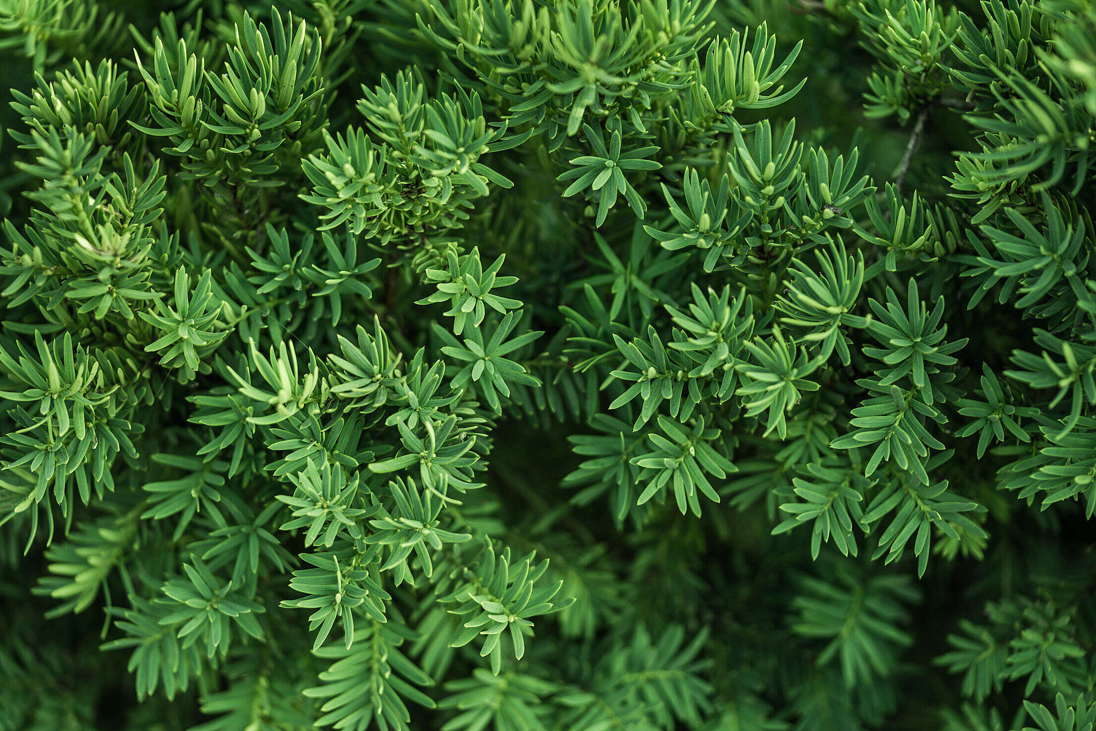 Green Bush Background Free Stock Photo | picjumbo