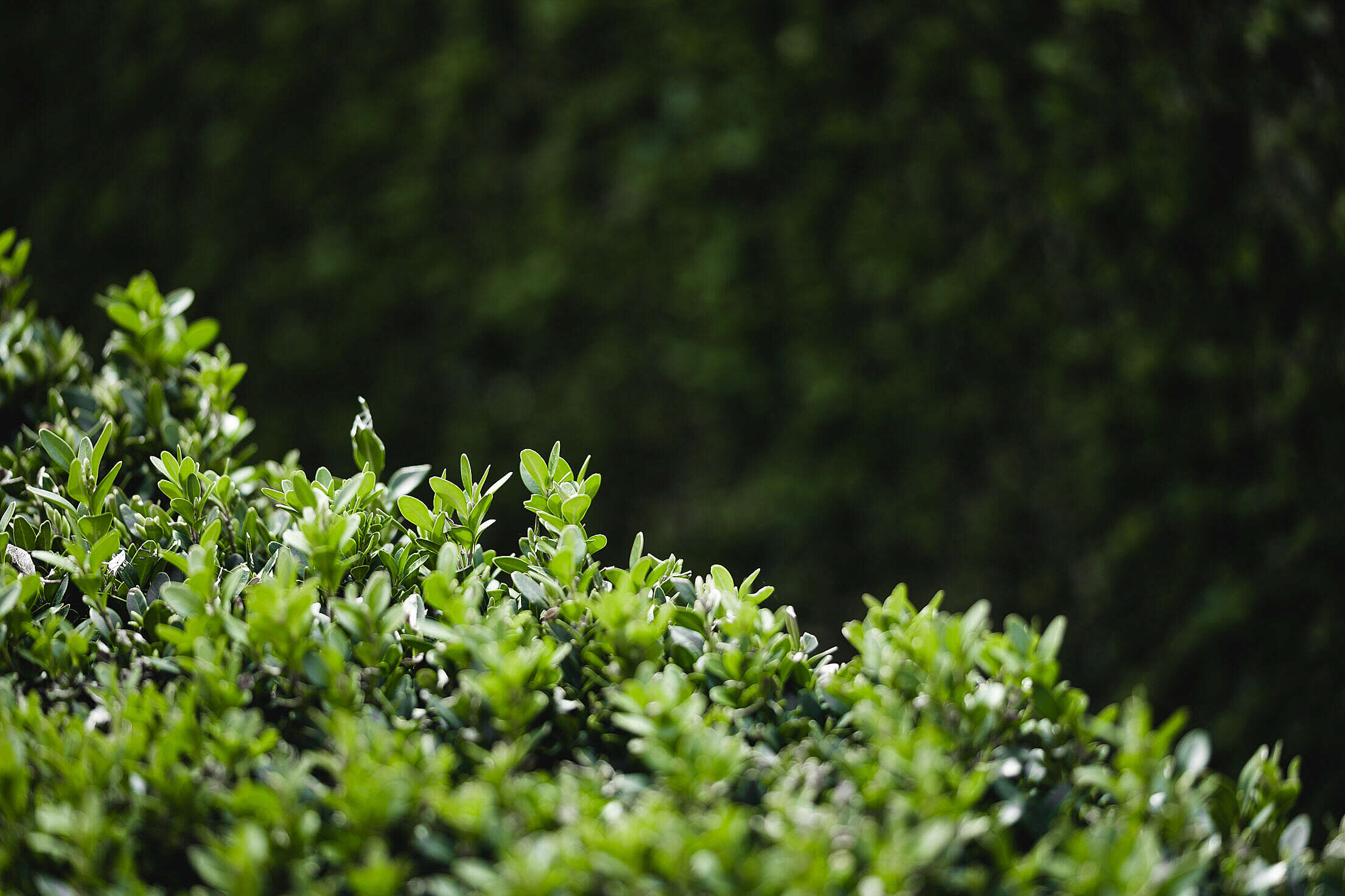 Green Bush Buxus Free Stock Photo | picjumbo