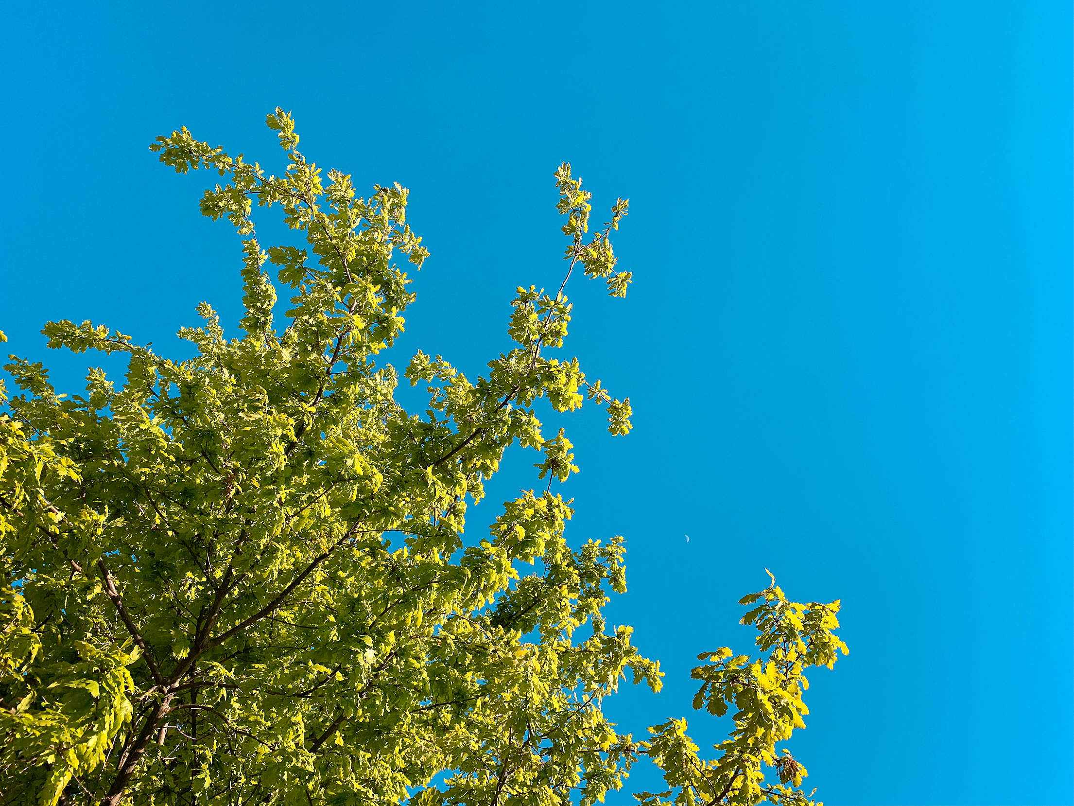 Green Tree Against Bright Cloudless Sky Free Stock Photo | picjumbo