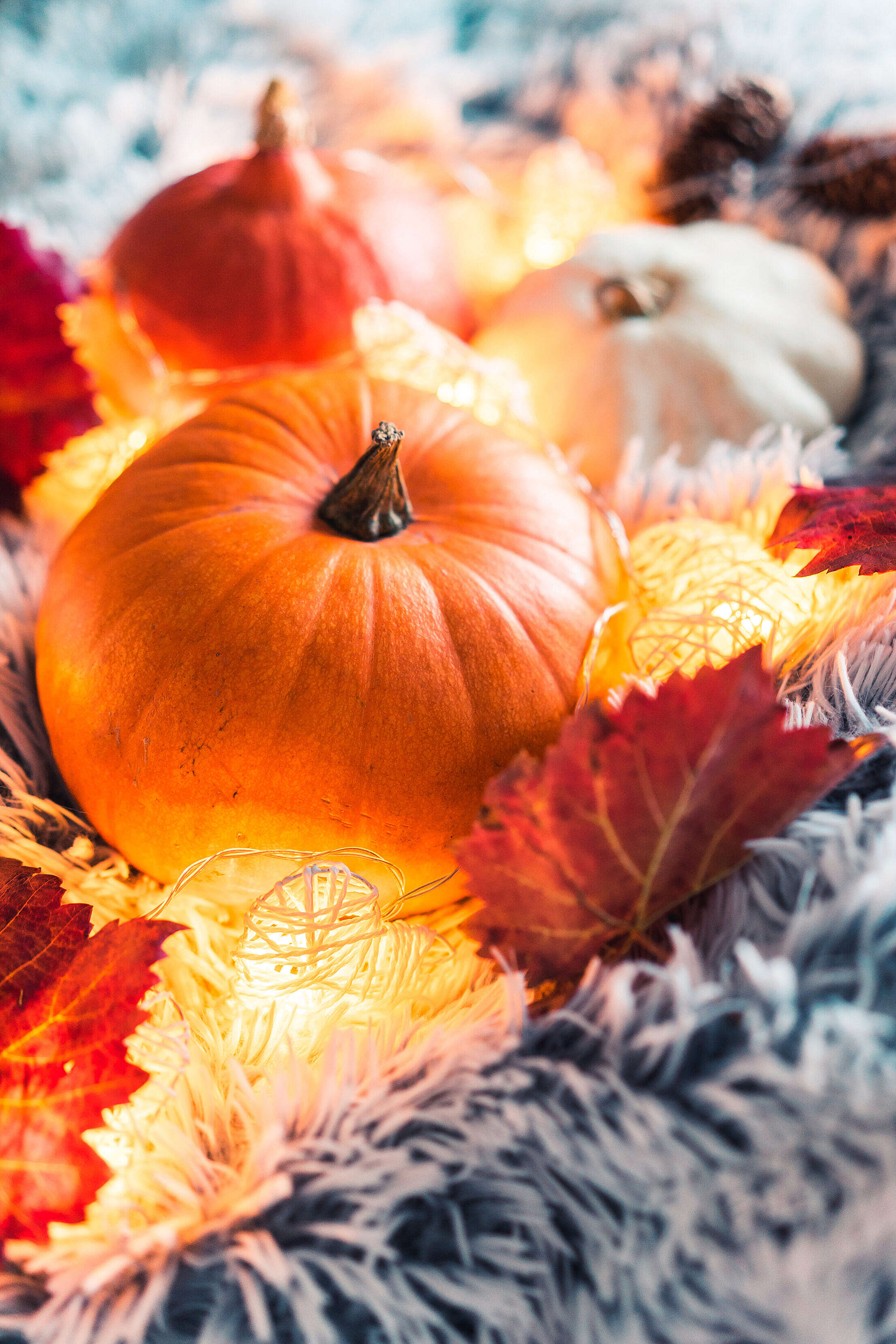 Halloween Pumpkins Still Life Free Stock Photo | picjumbo