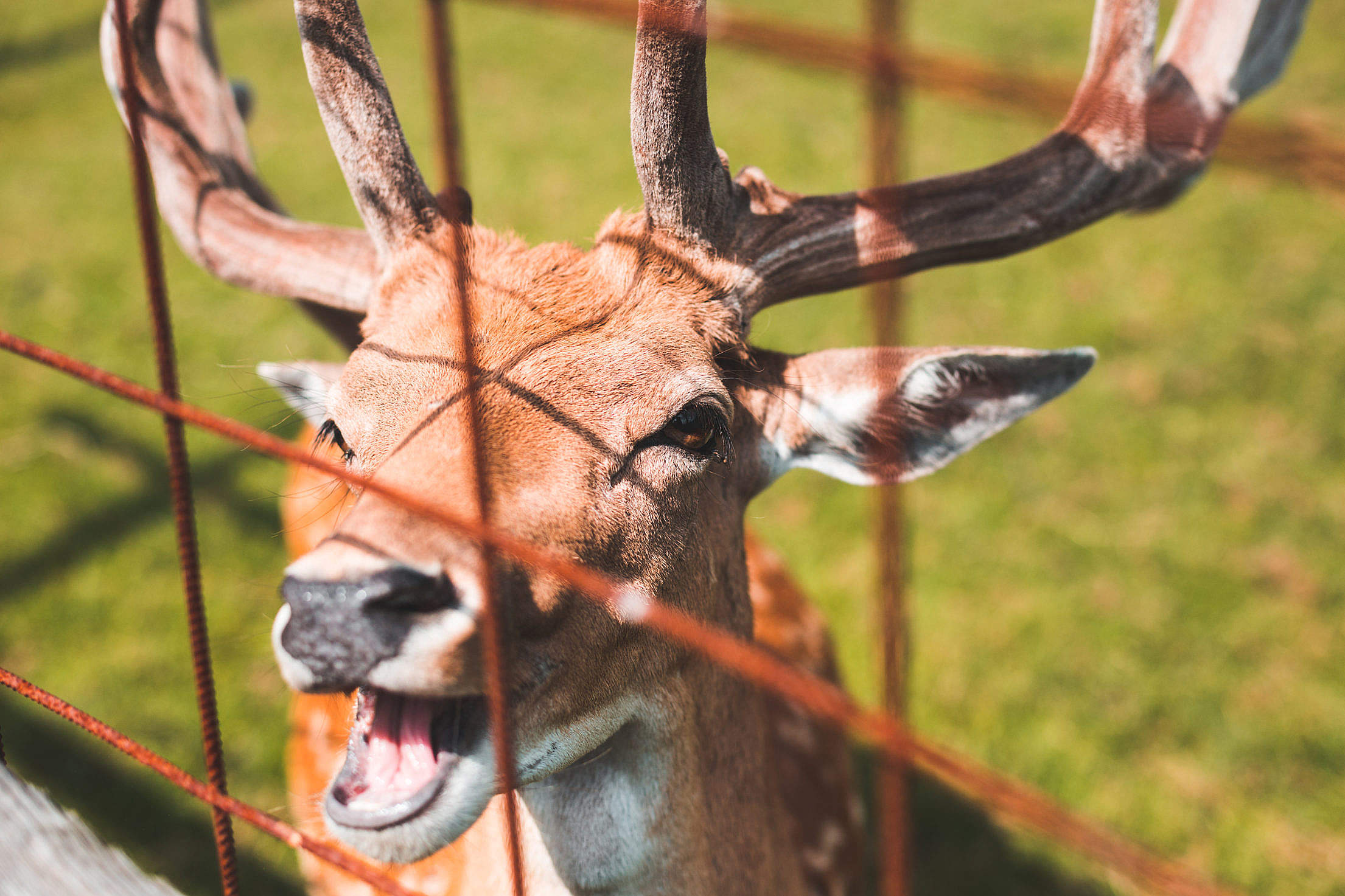 Happy Deer Free Stock Photo | picjumbo