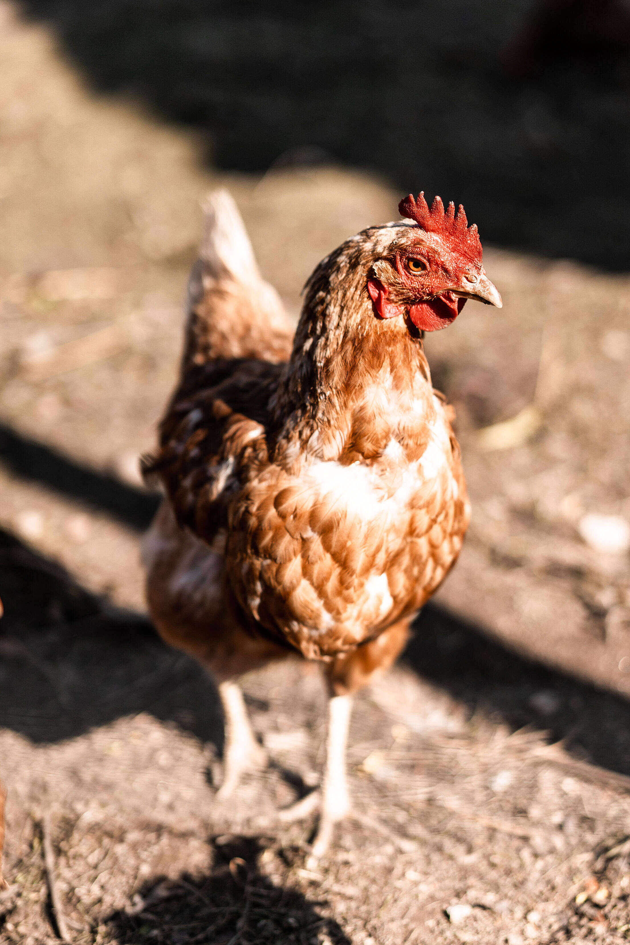 Hen Walking in Enclosure Free Stock Photo | picjumbo