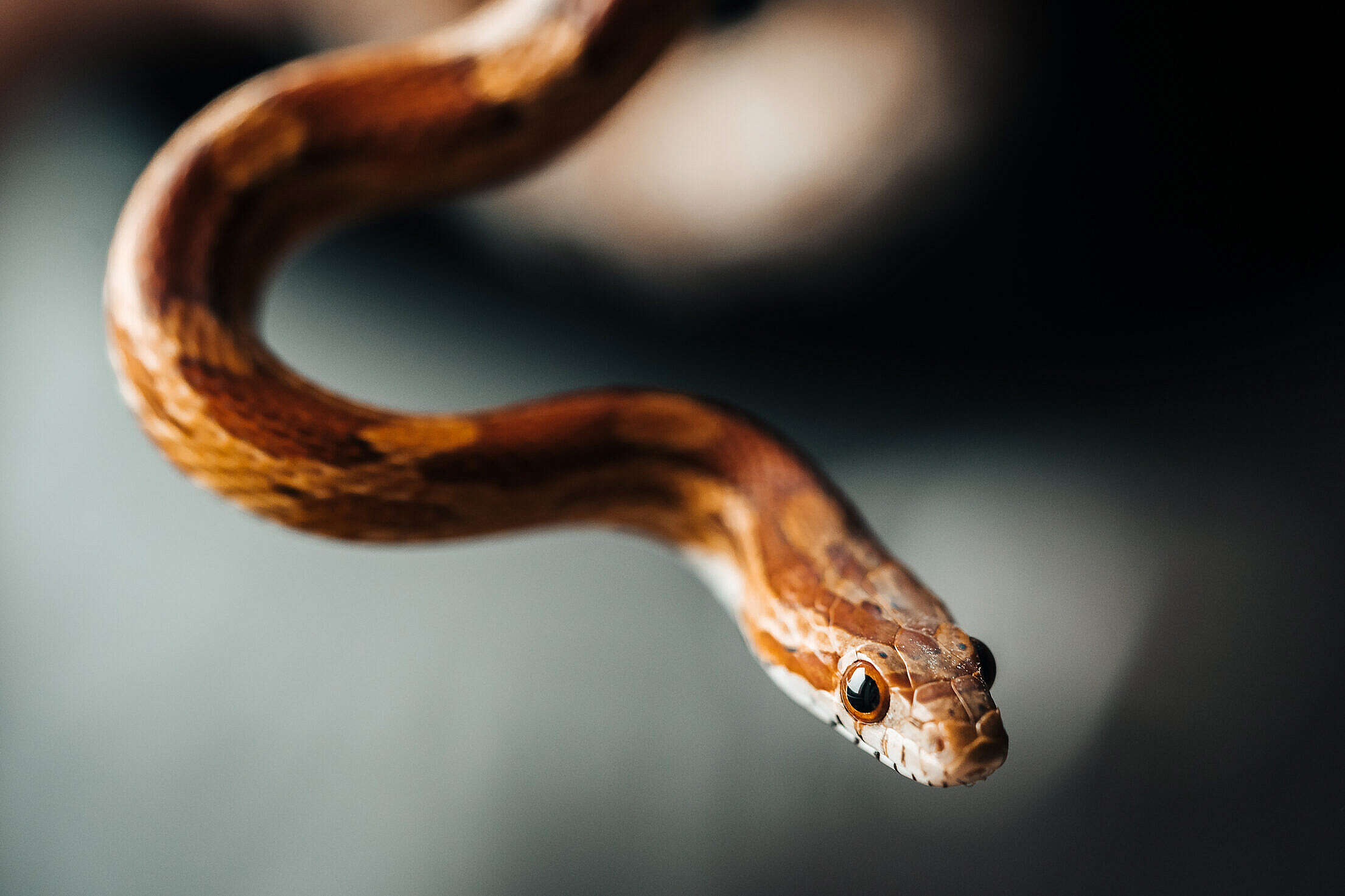 Little Corn Snake Portrait Free Stock Photo | picjumbo
