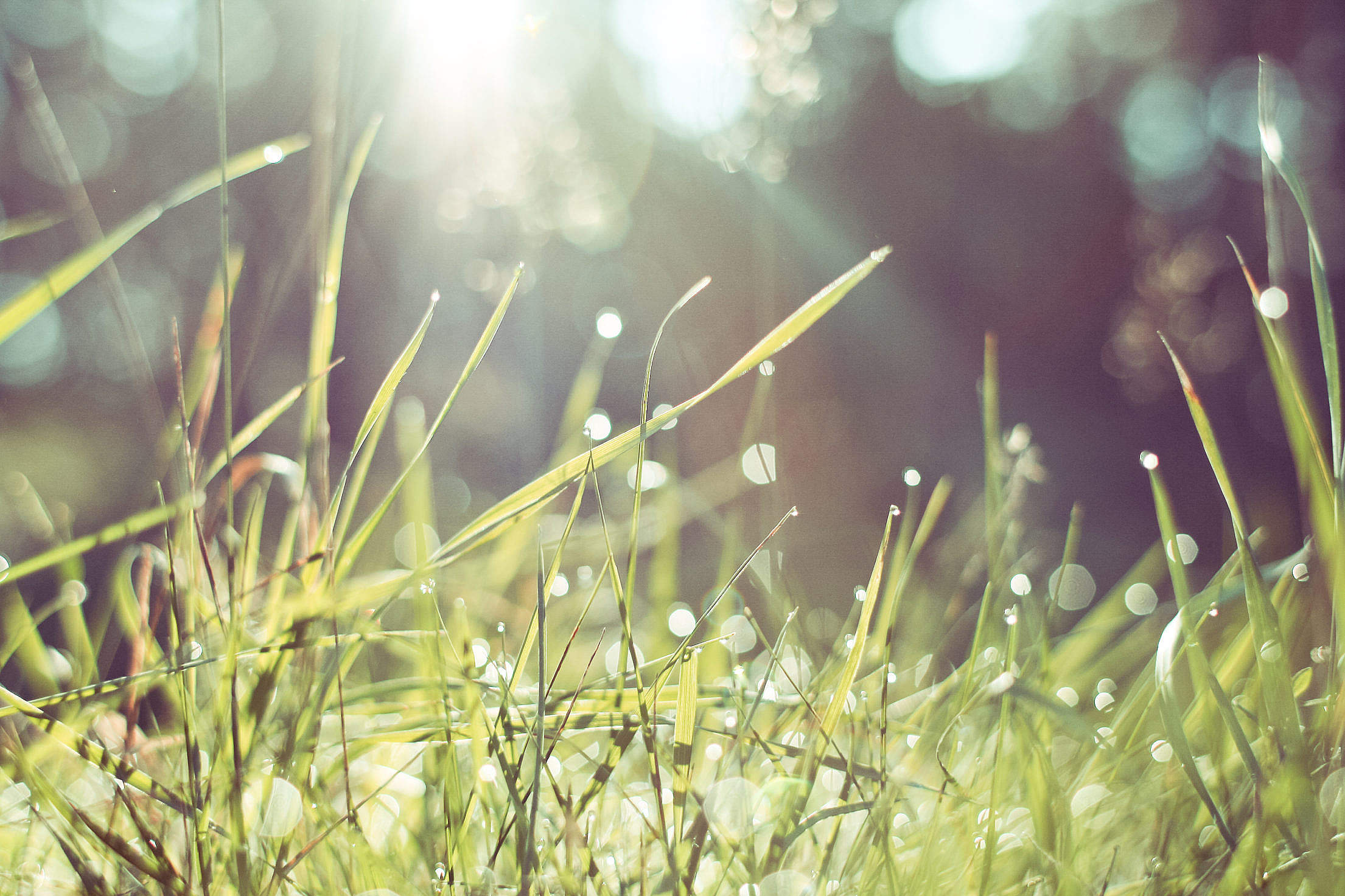 Morning Grass in Forest Free Stock Photo | picjumbo