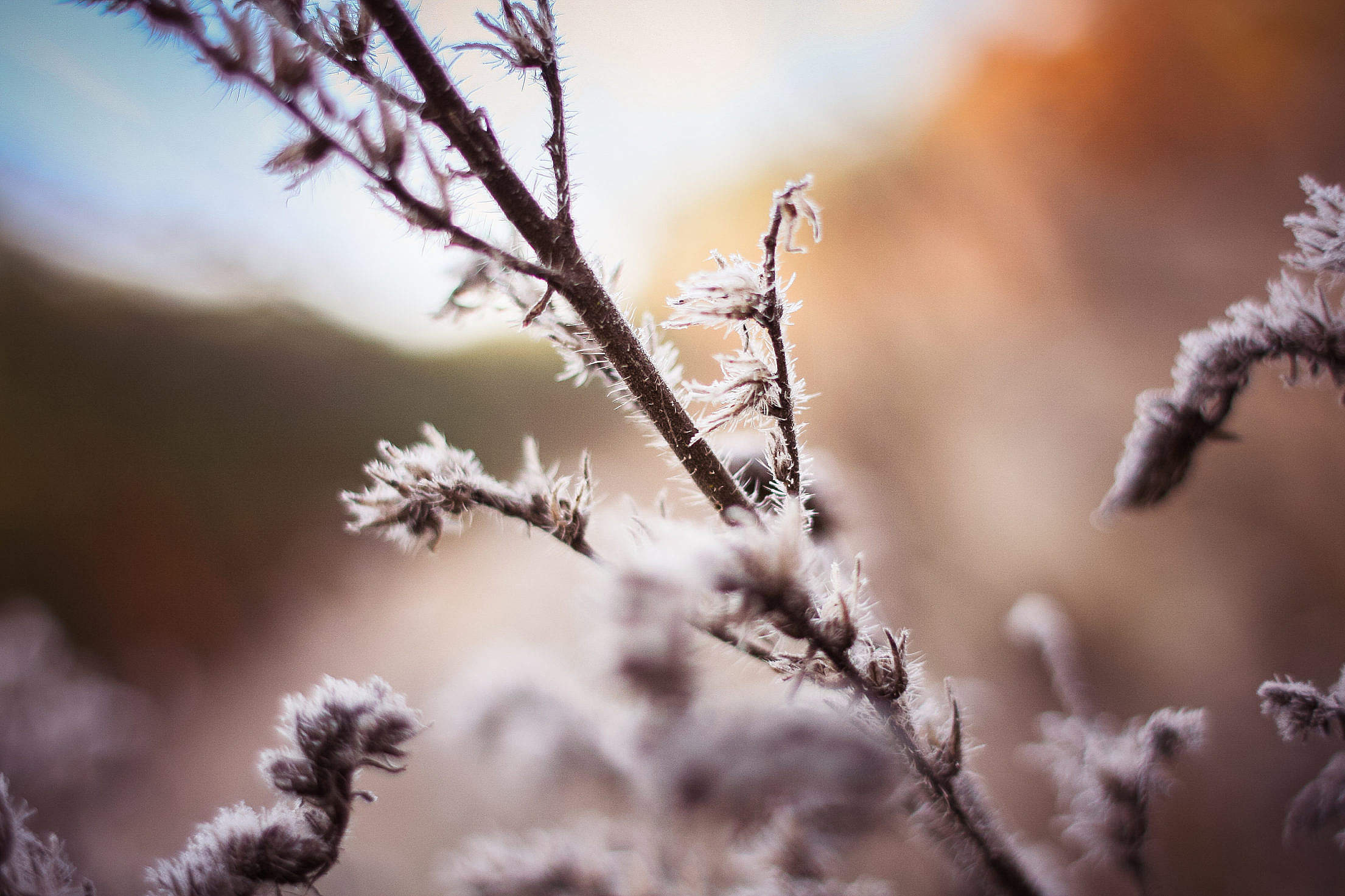 Morning Hoarfrost on a Bush Free Stock Photo | picjumbo