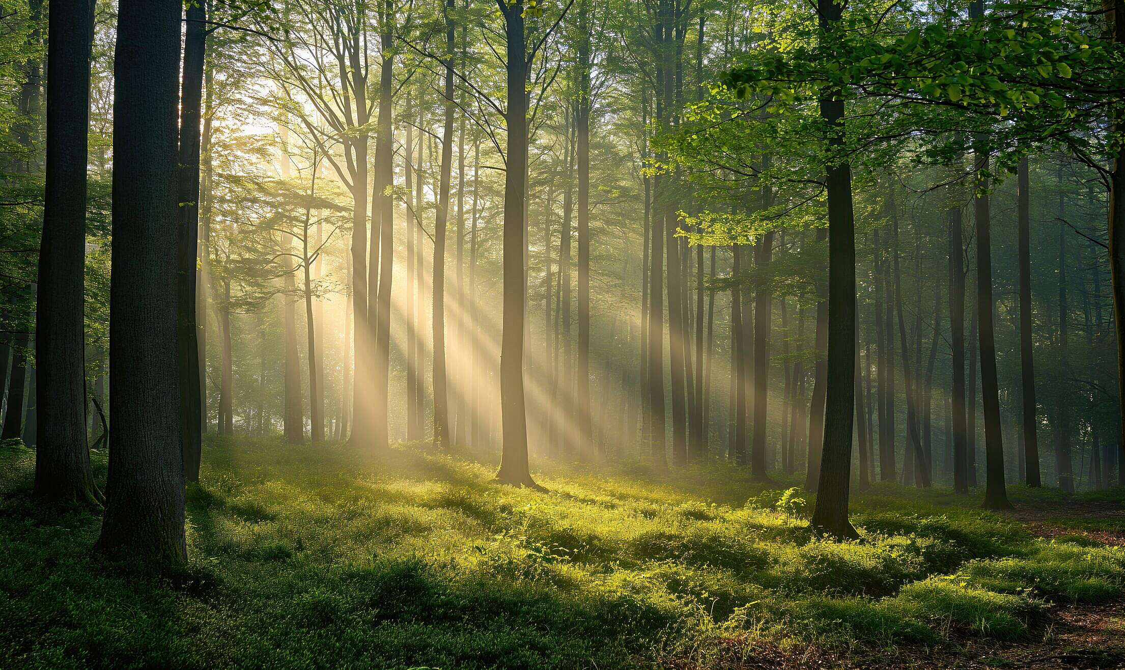 Morning Sun Rays in Green Forest Free Stock Photo | picjumbo
