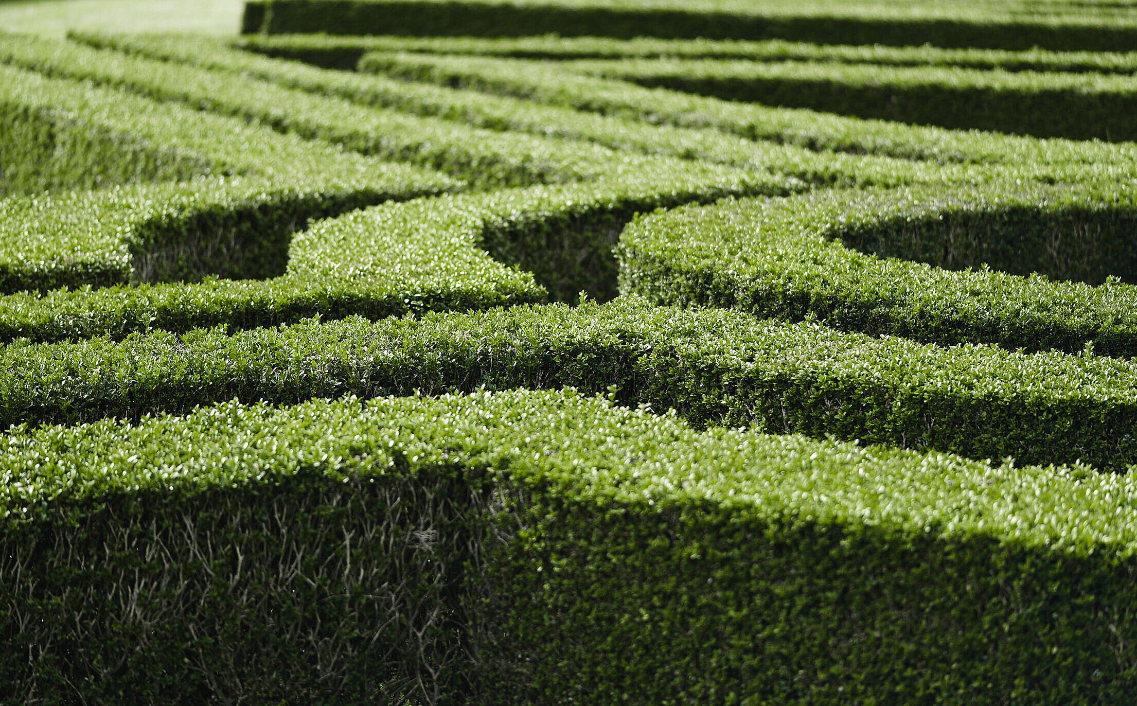 Ornamental Garden with Hedges of Buxus Free Stock Photo | picjumbo