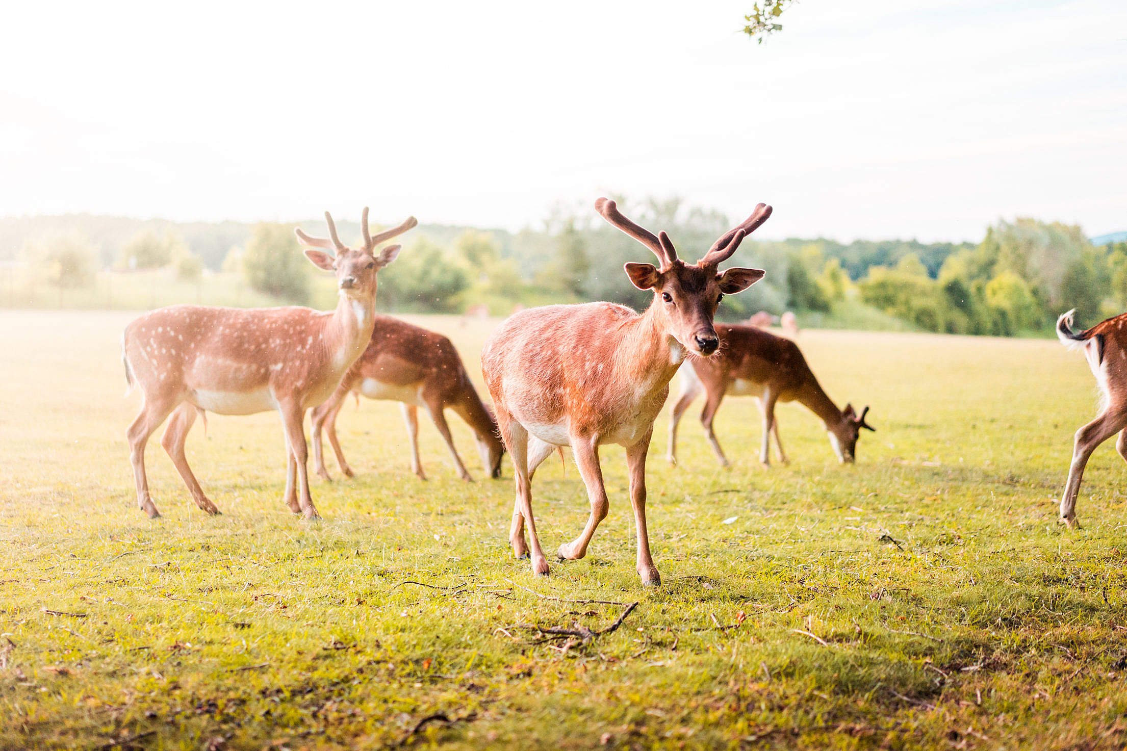 Pack of Fallow Deer Free Stock Photo | picjumbo
