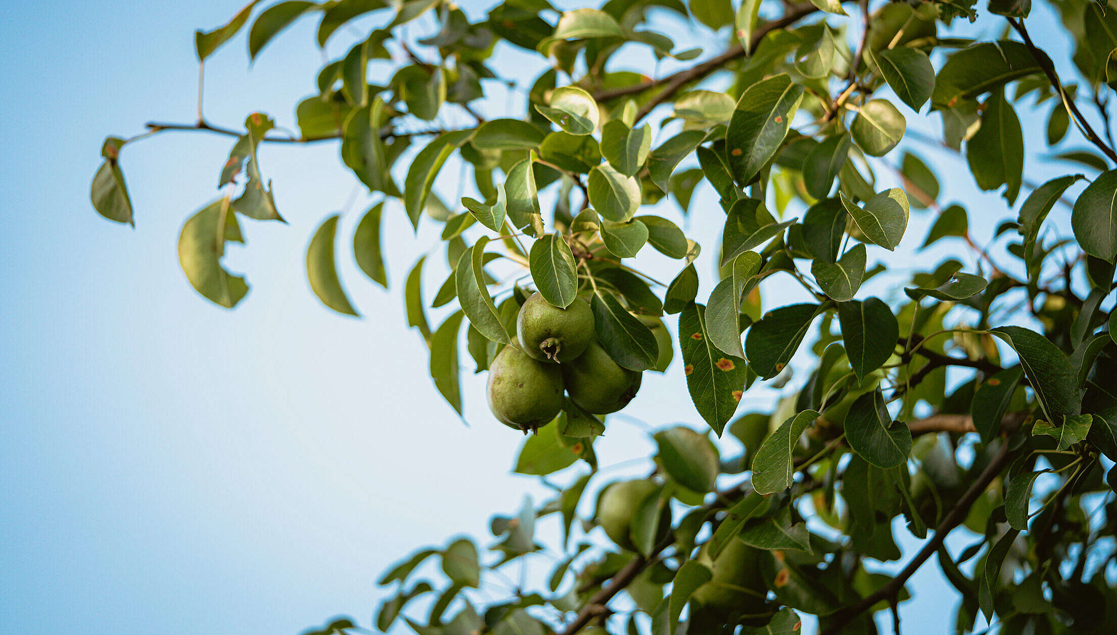 Pear Tree Free Stock Photo | picjumbo