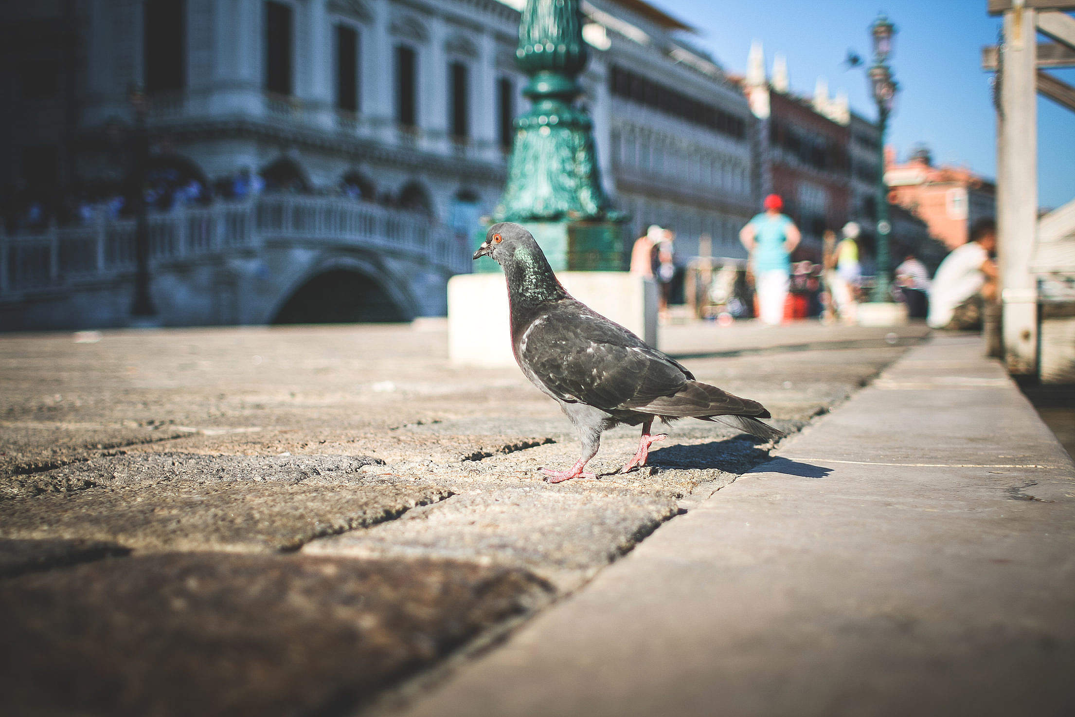 Pigeon in Venice Streets Free Stock Photo | picjumbo