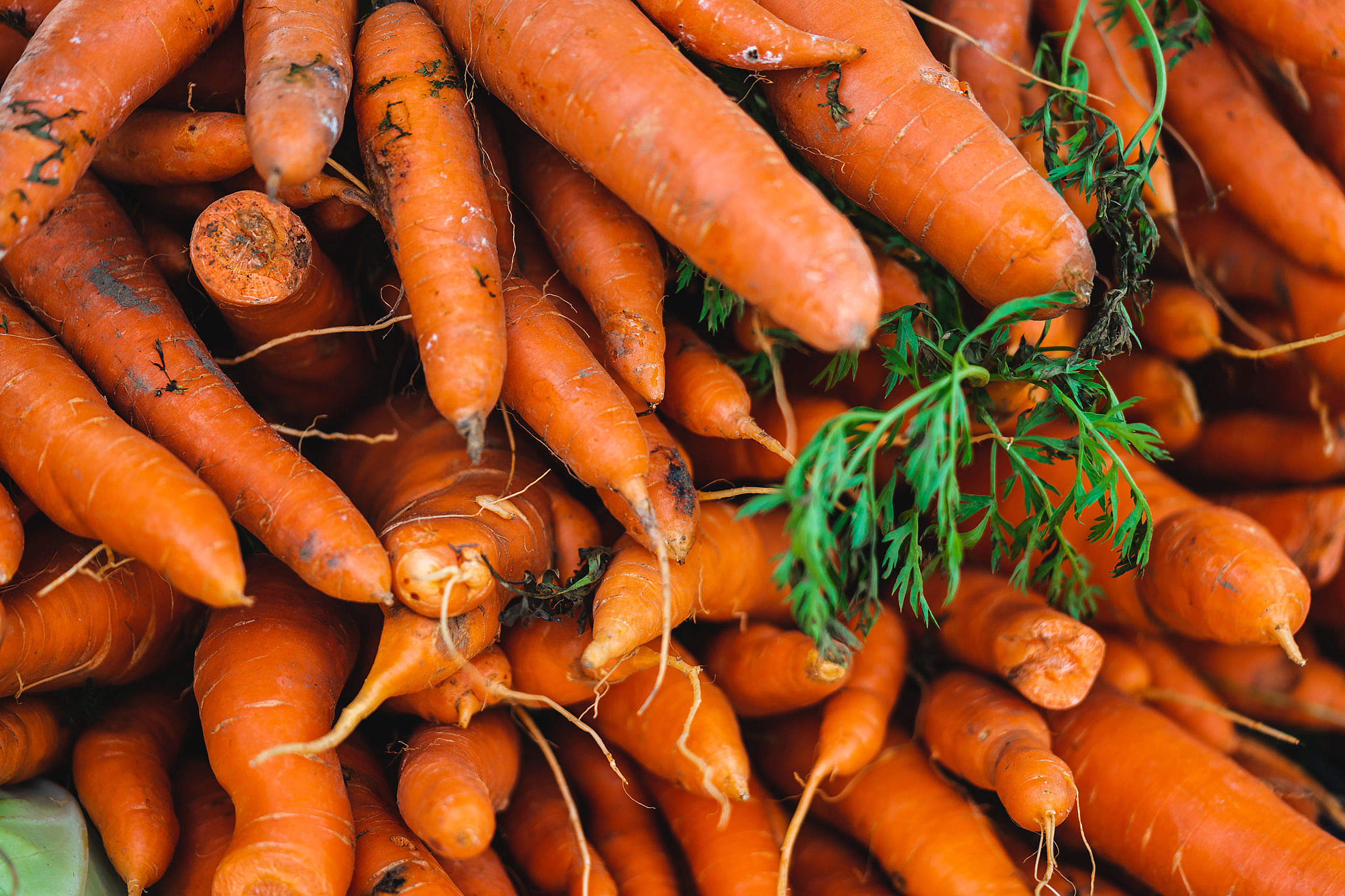 Pile of Carrots Free Stock Photo | picjumbo