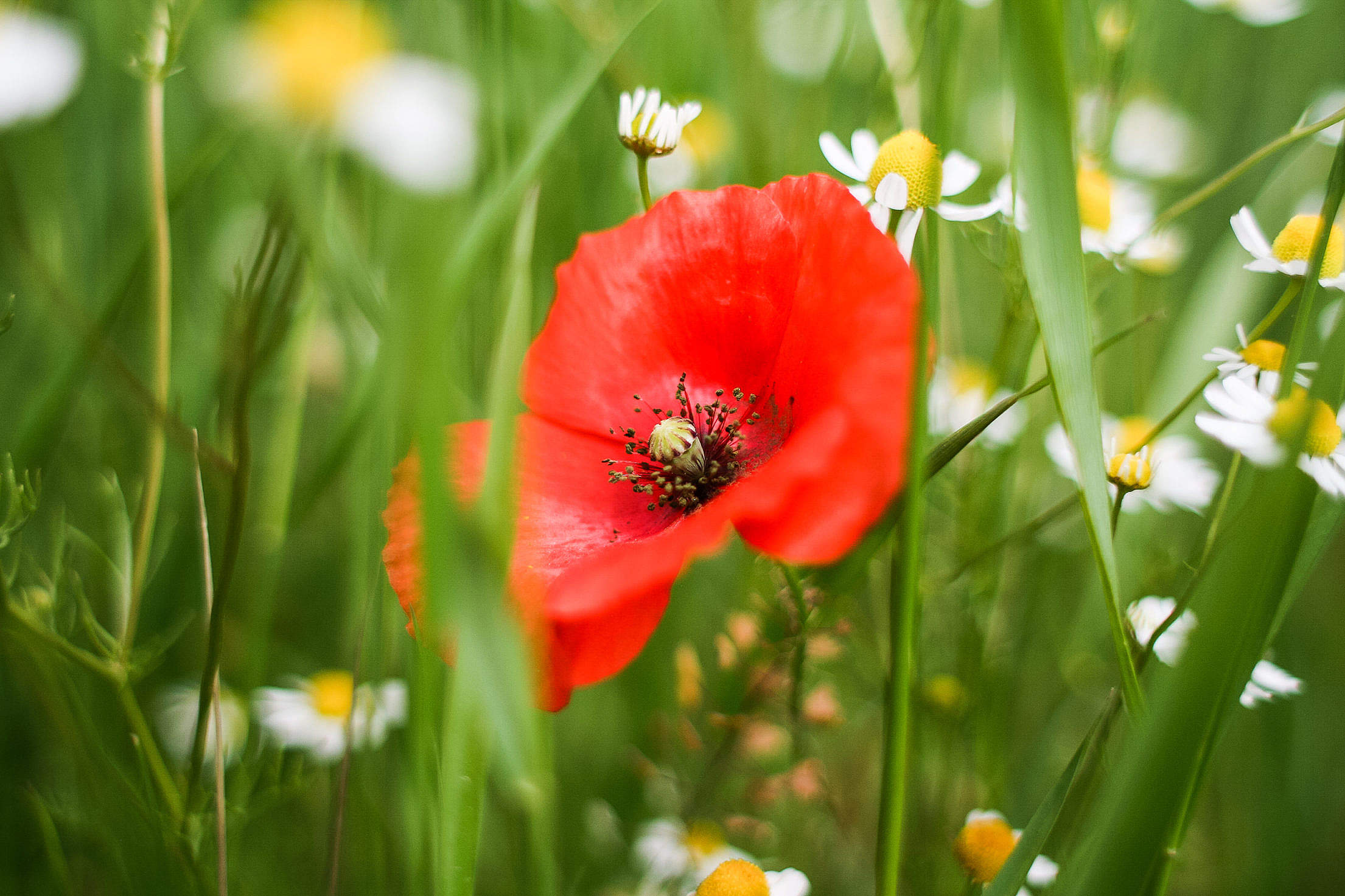 Red Weed Detail Free Stock Photo | picjumbo