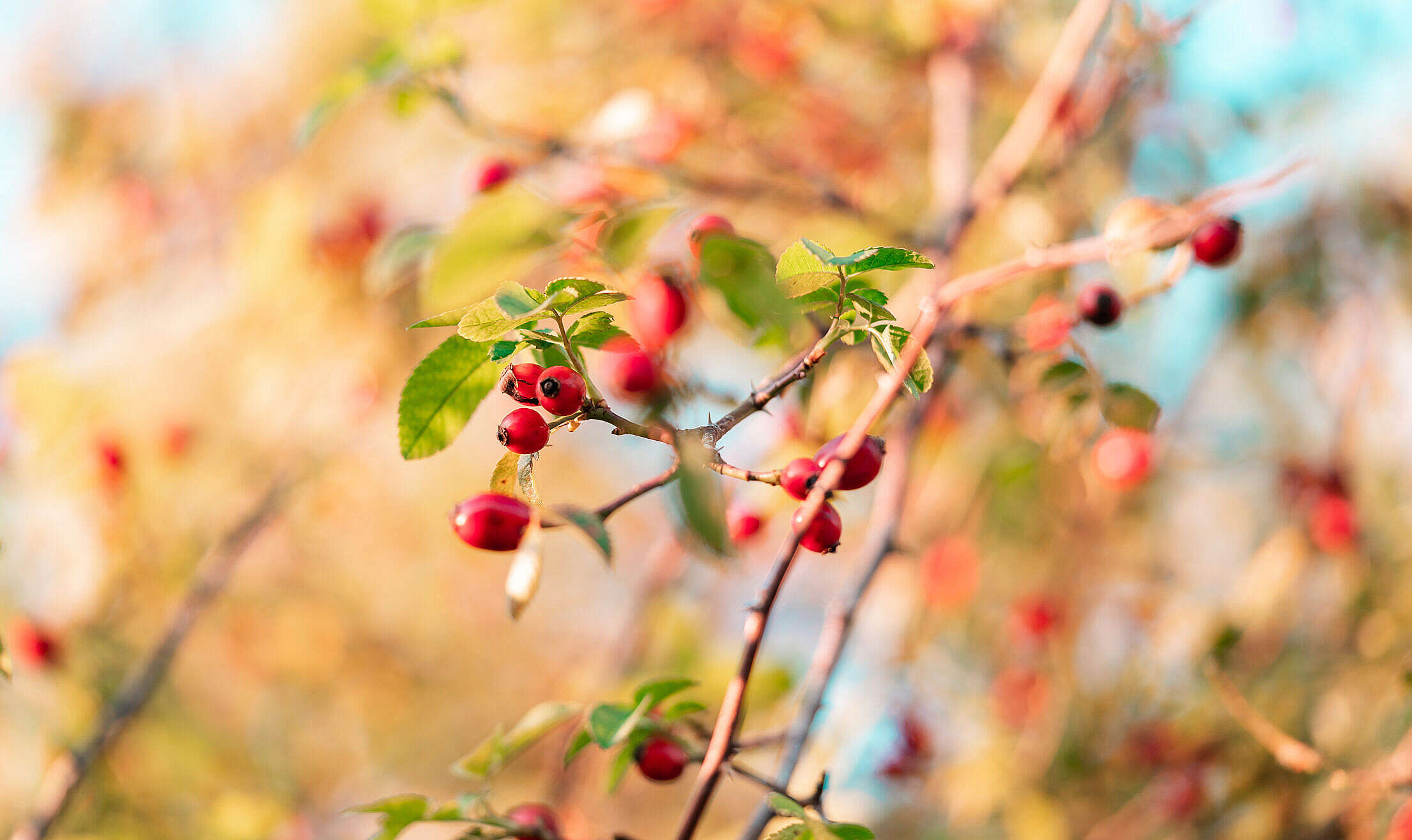 Rosehips Free Stock Photo | picjumbo