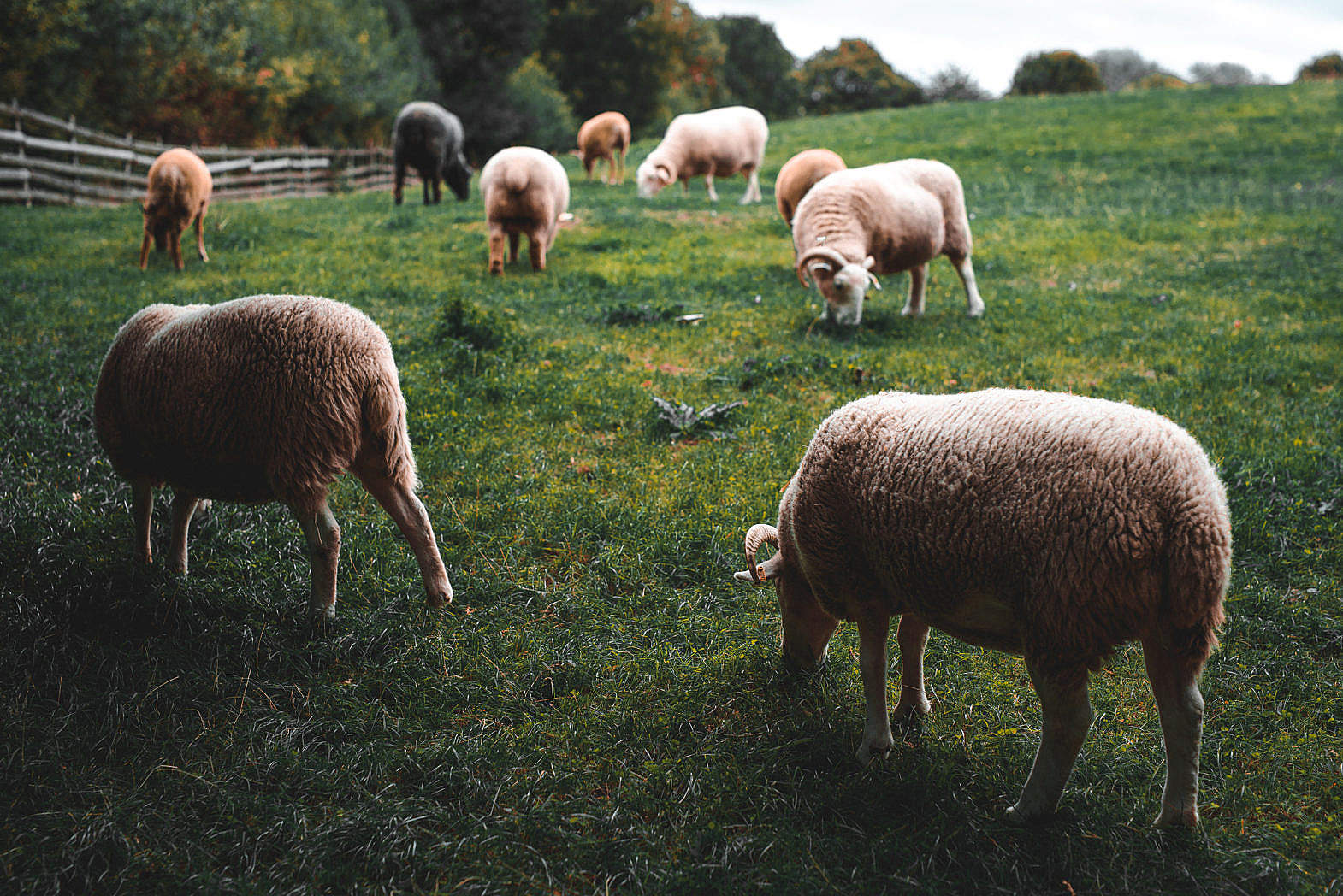 Sheeps Grazing Free Stock Photo | picjumbo