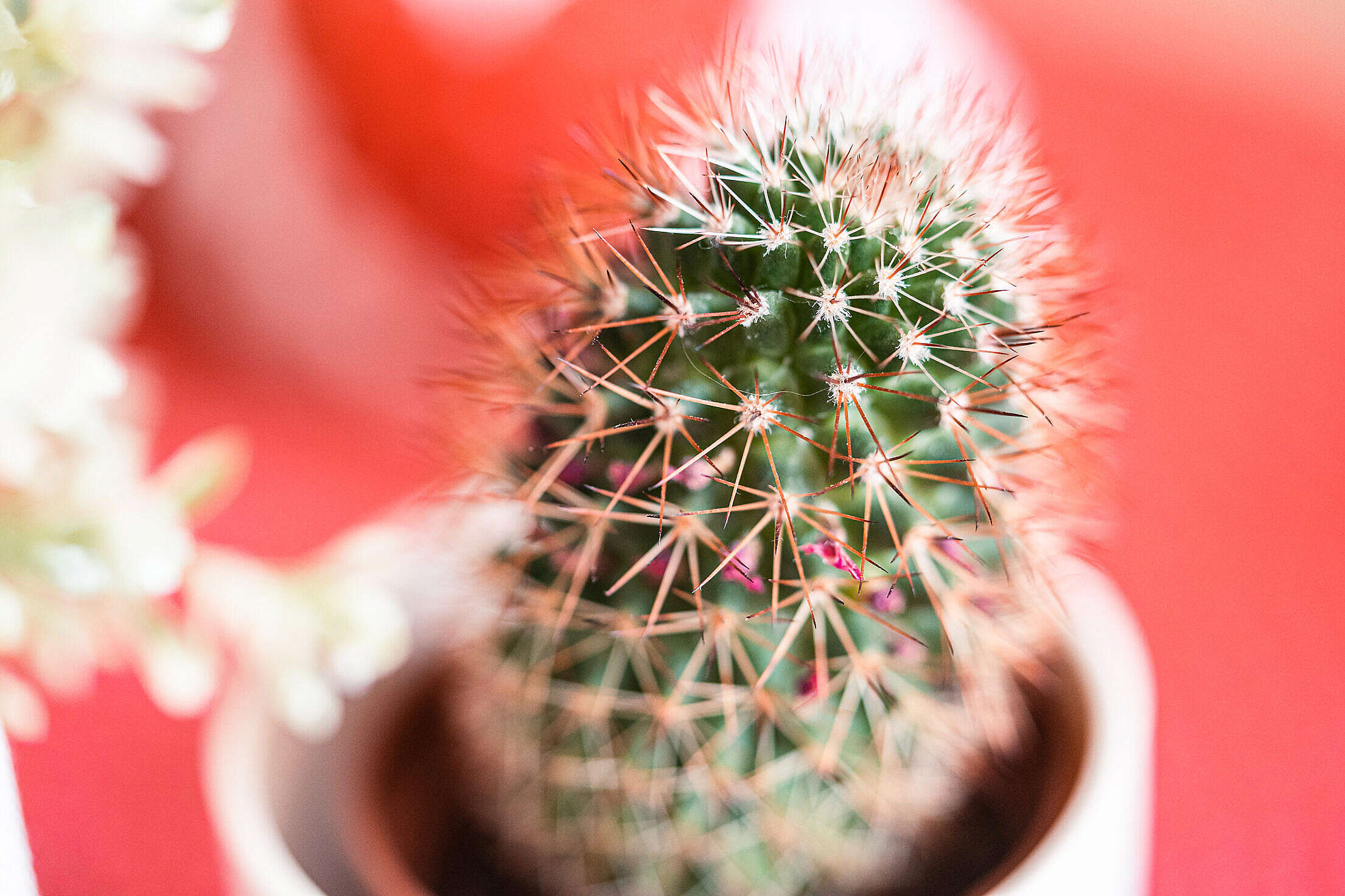 Small Cactus in a Flowerpot Close Up Free Stock Photo | picjumbo