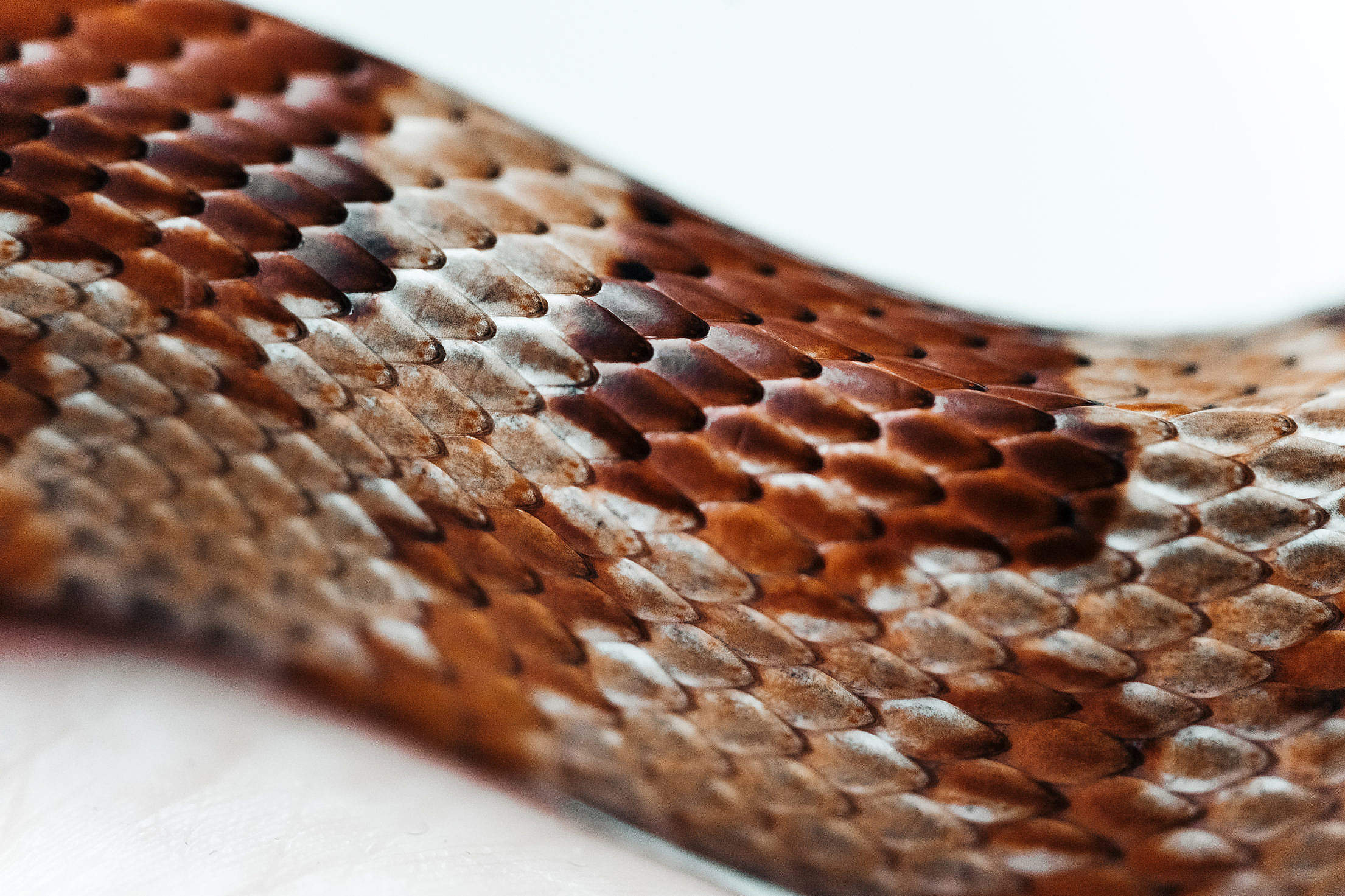 Snakeskin Snake Scale Close Up Free Stock Photo Picjumbo