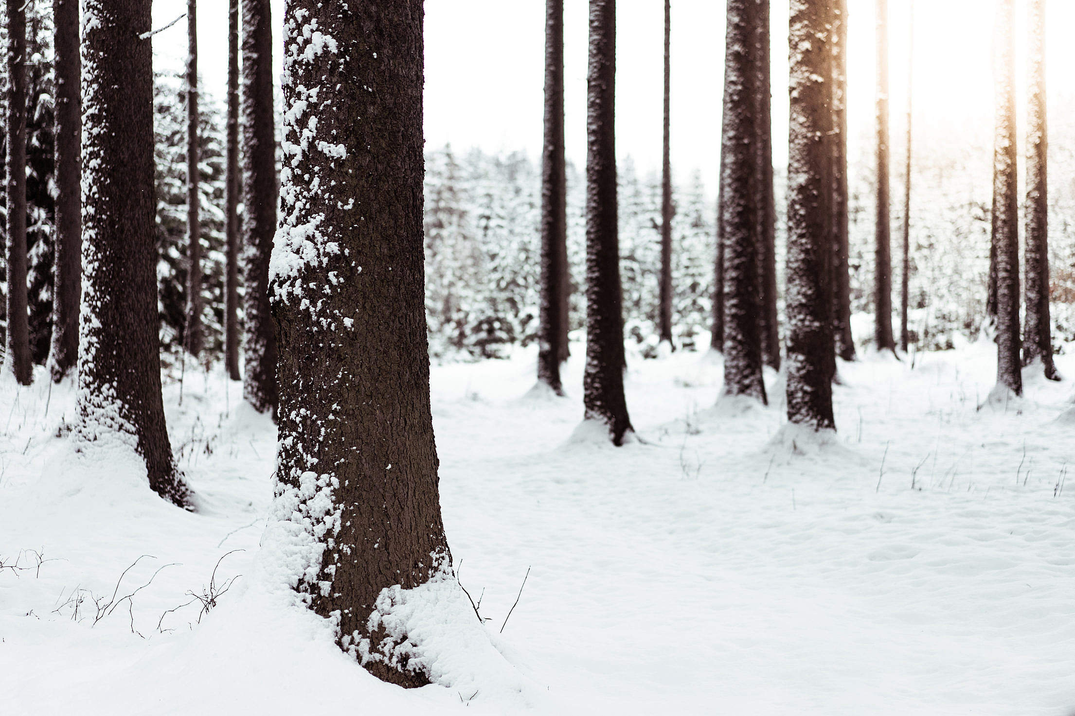 Snow in Forest Free Stock Photo | picjumbo