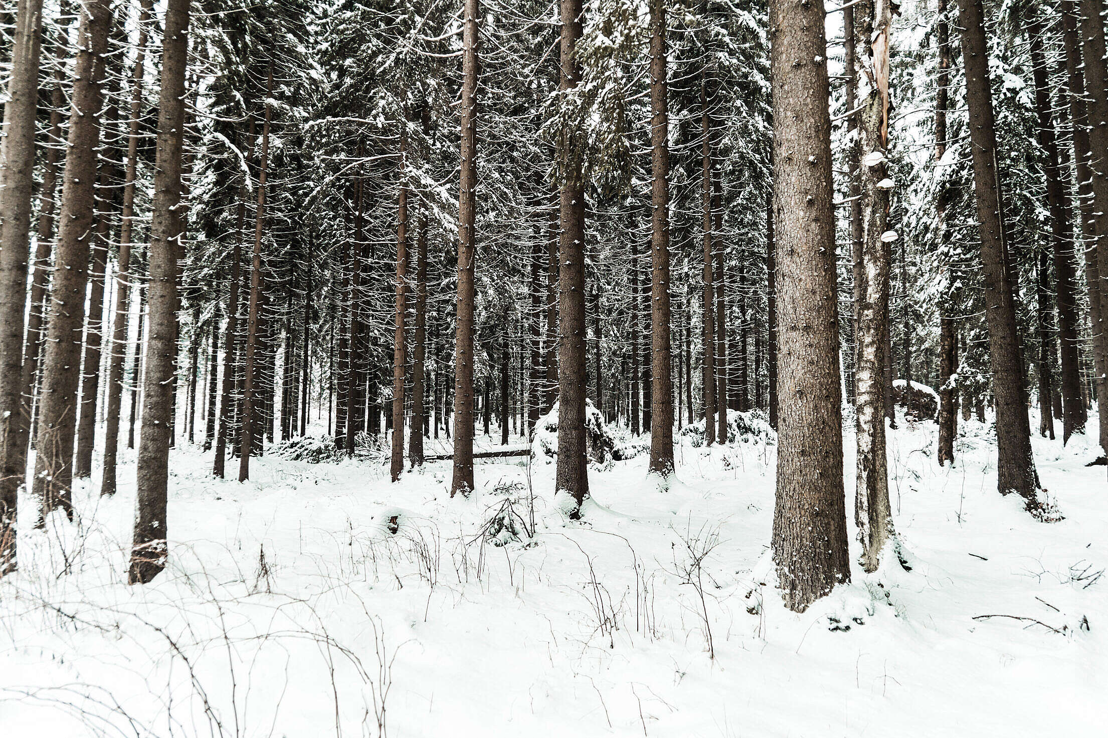 Snow in Forest Free Stock Photo | picjumbo