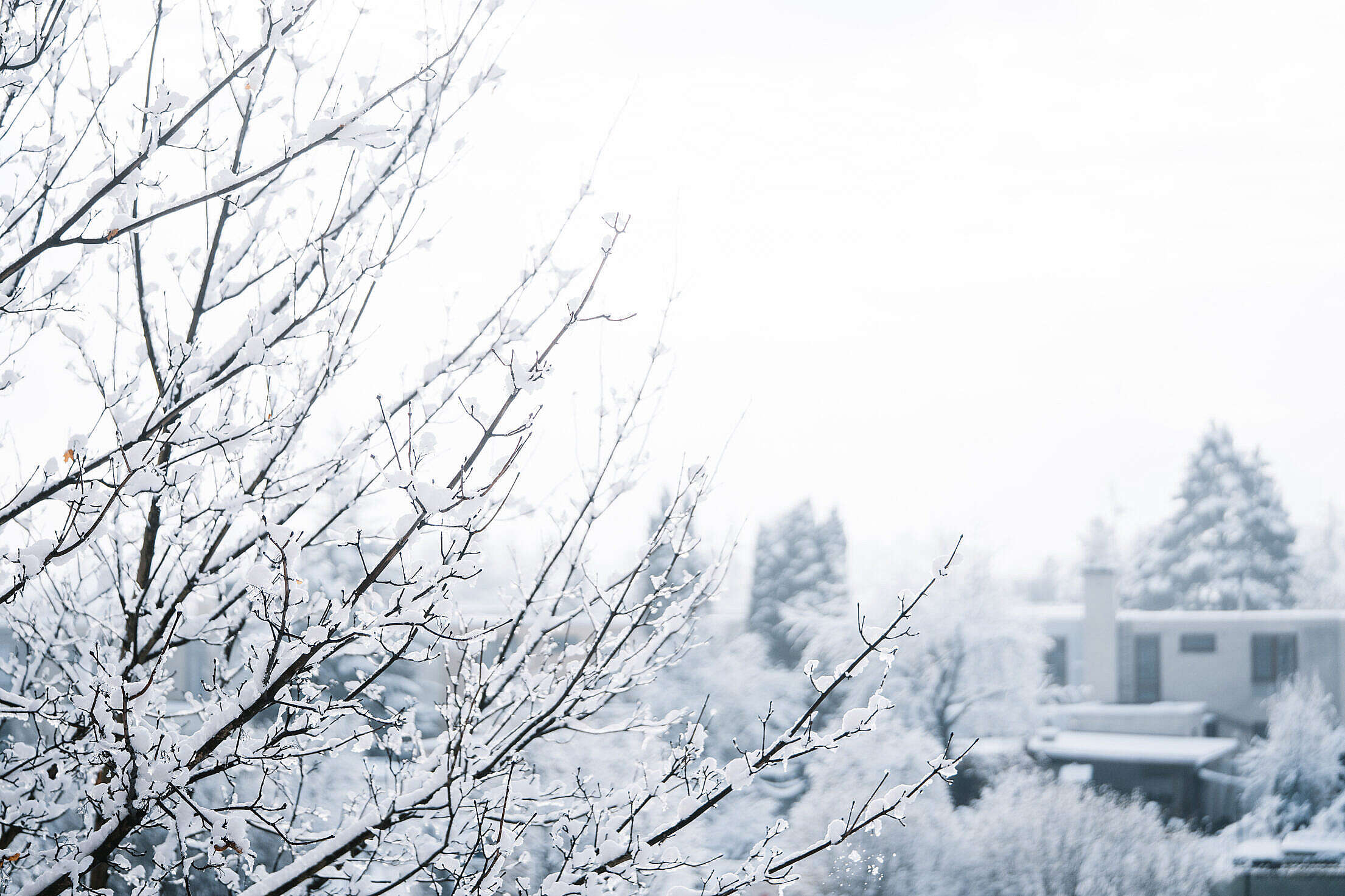 Snow on Trees in a Town Close Up Free Stock Photo | picjumbo