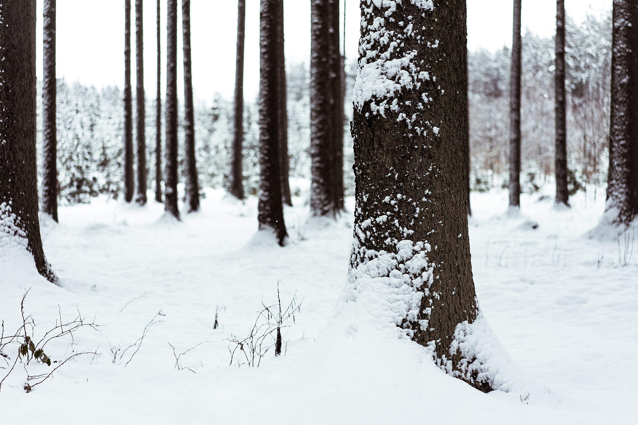 Snowy Tree Trunk Free Stock Photo | picjumbo