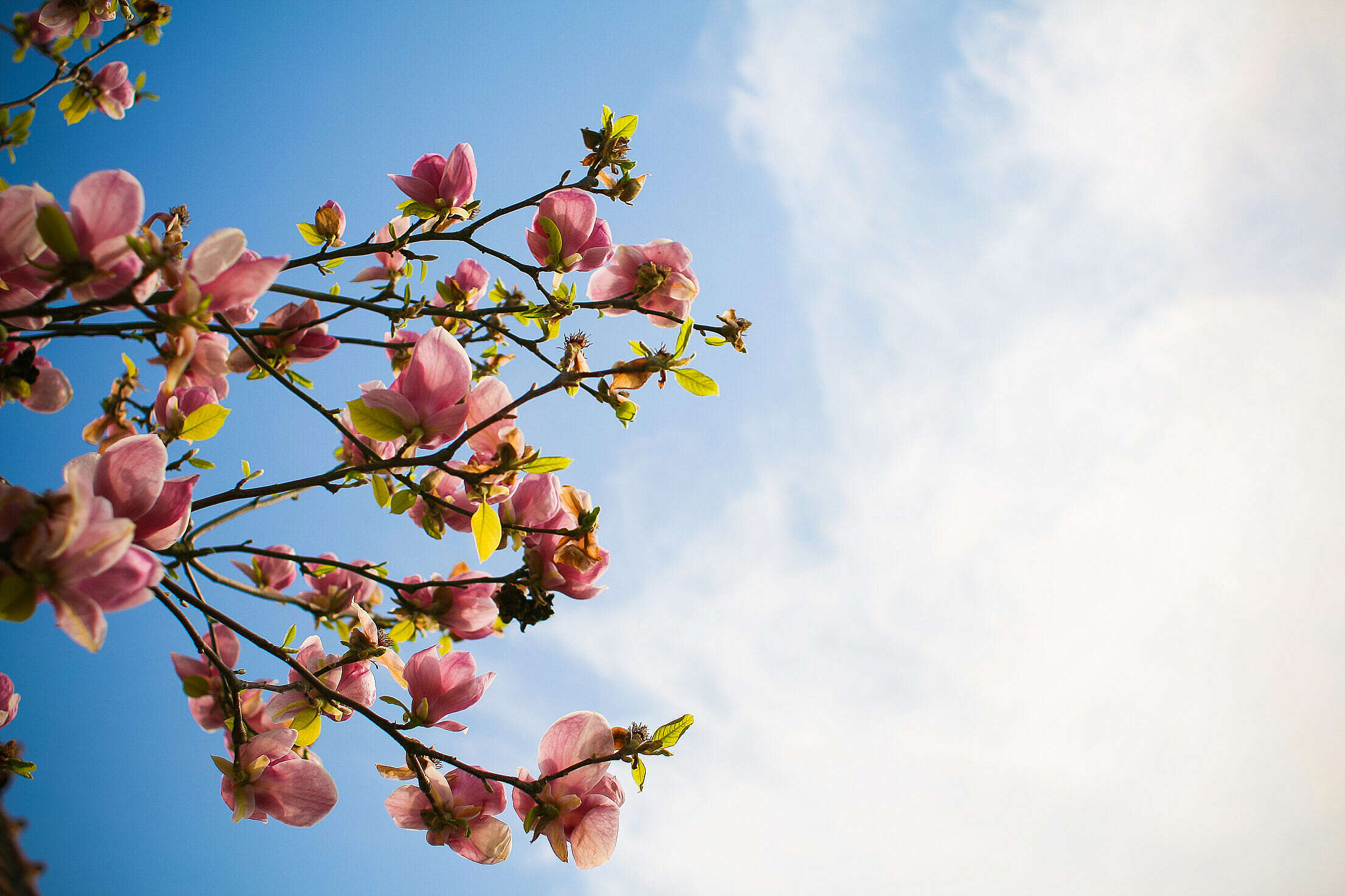 Spring Sky Free Stock Photo | picjumbo