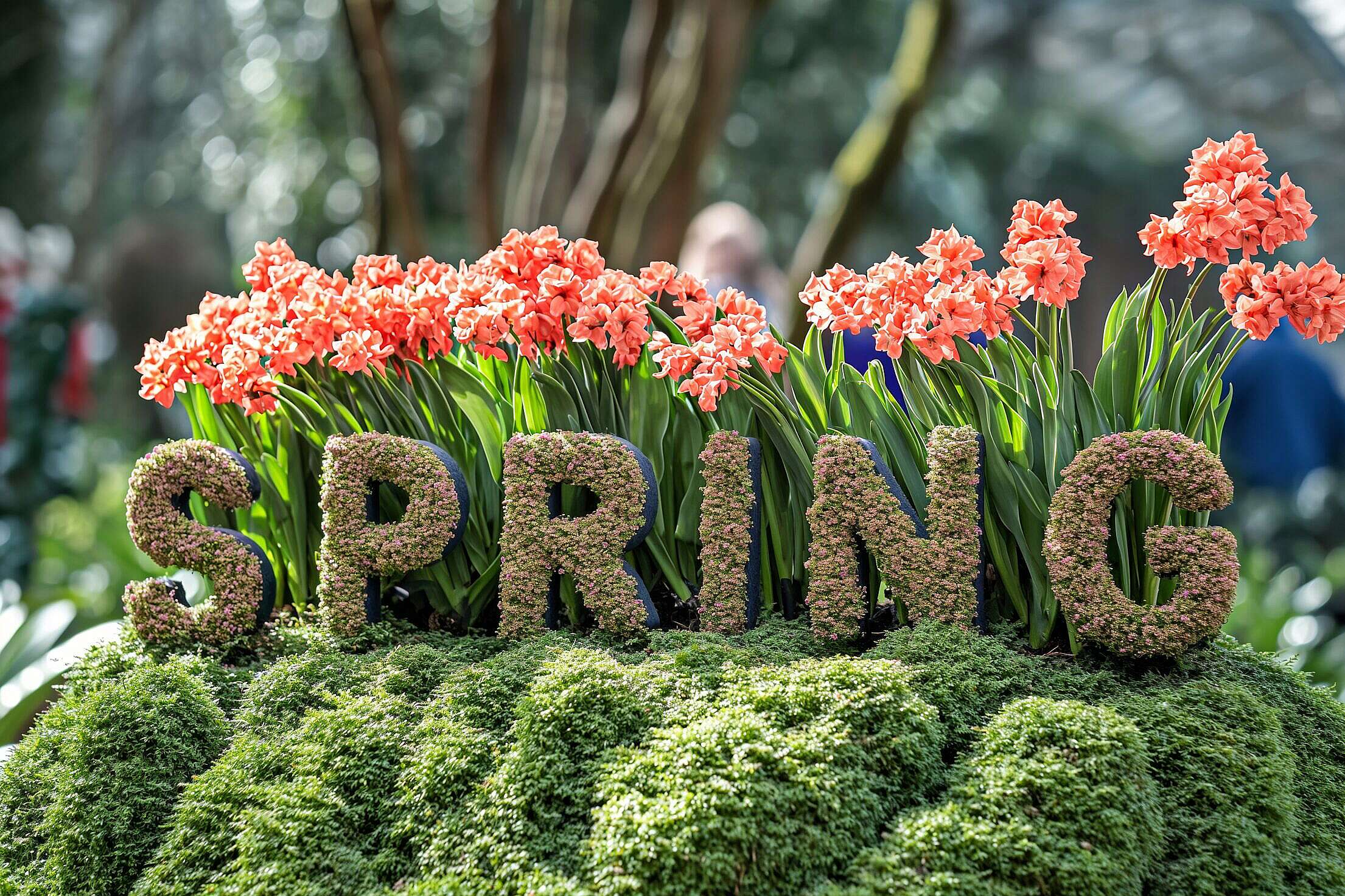 SPRING Written With Flowers and Grass Free Stock Photo | picjumbo