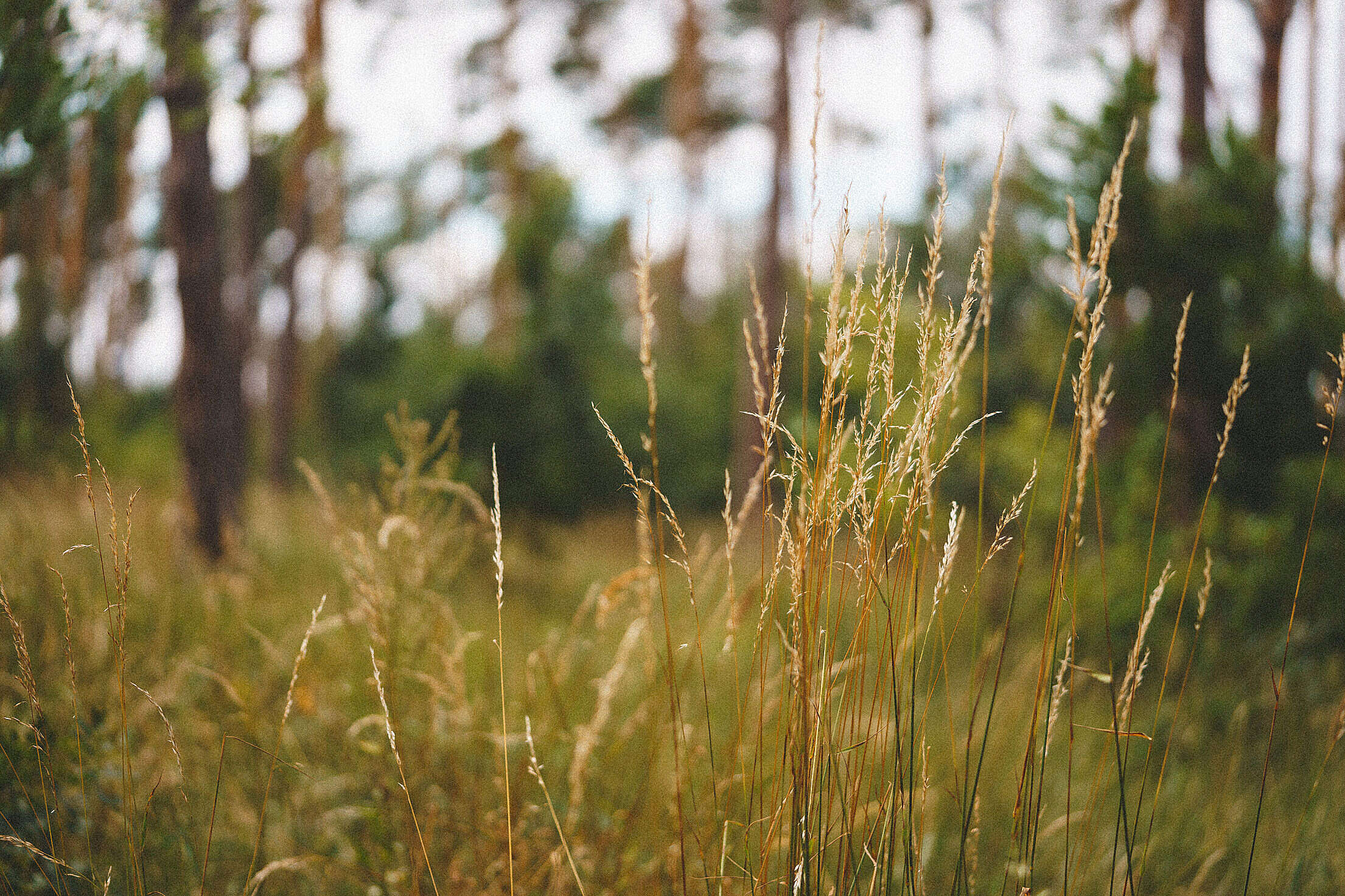 Summer High Grass in the Forest Free Stock Photo | picjumbo