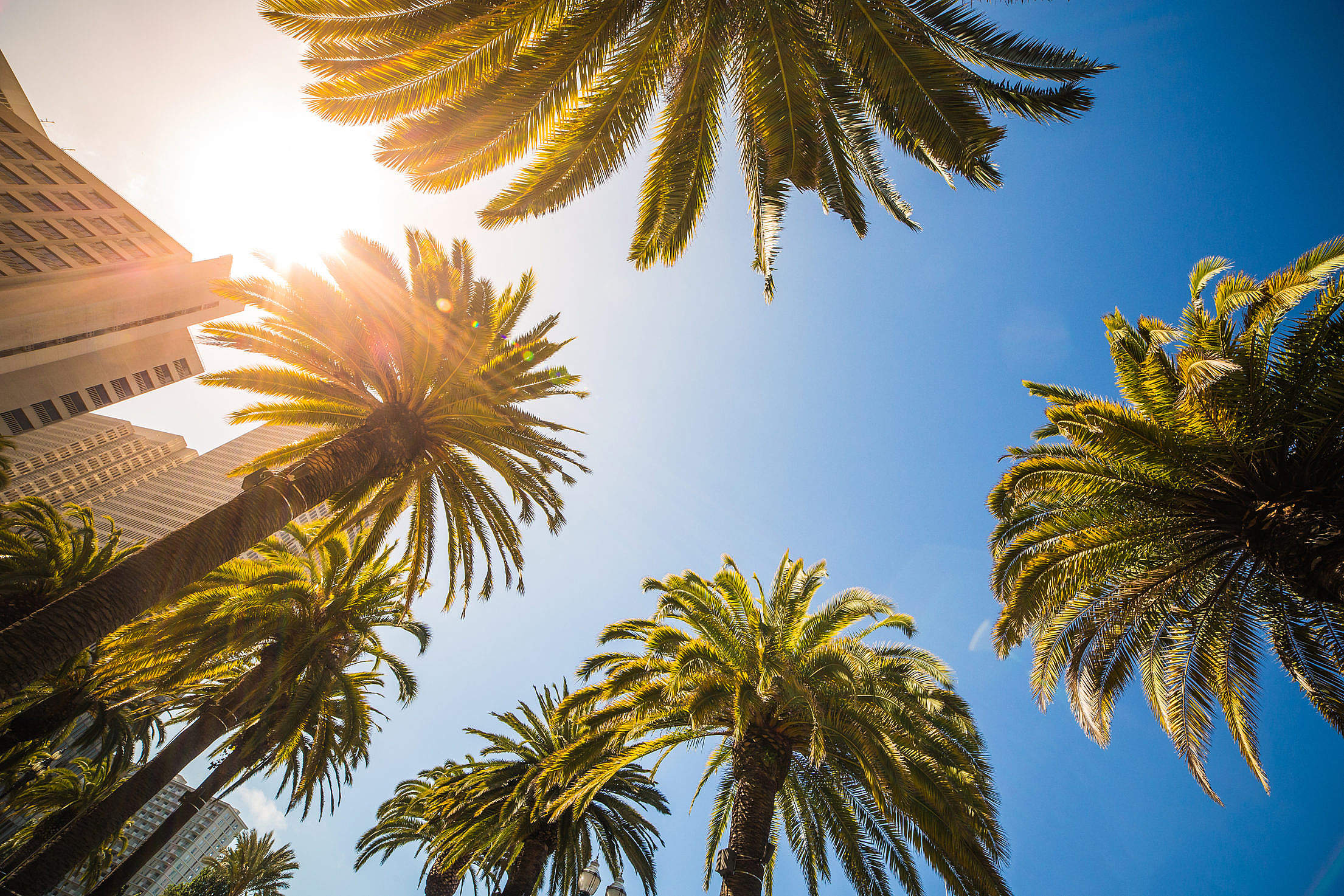 Sunny Bottom View of High Tropical Palms Free Stock Photo | picjumbo