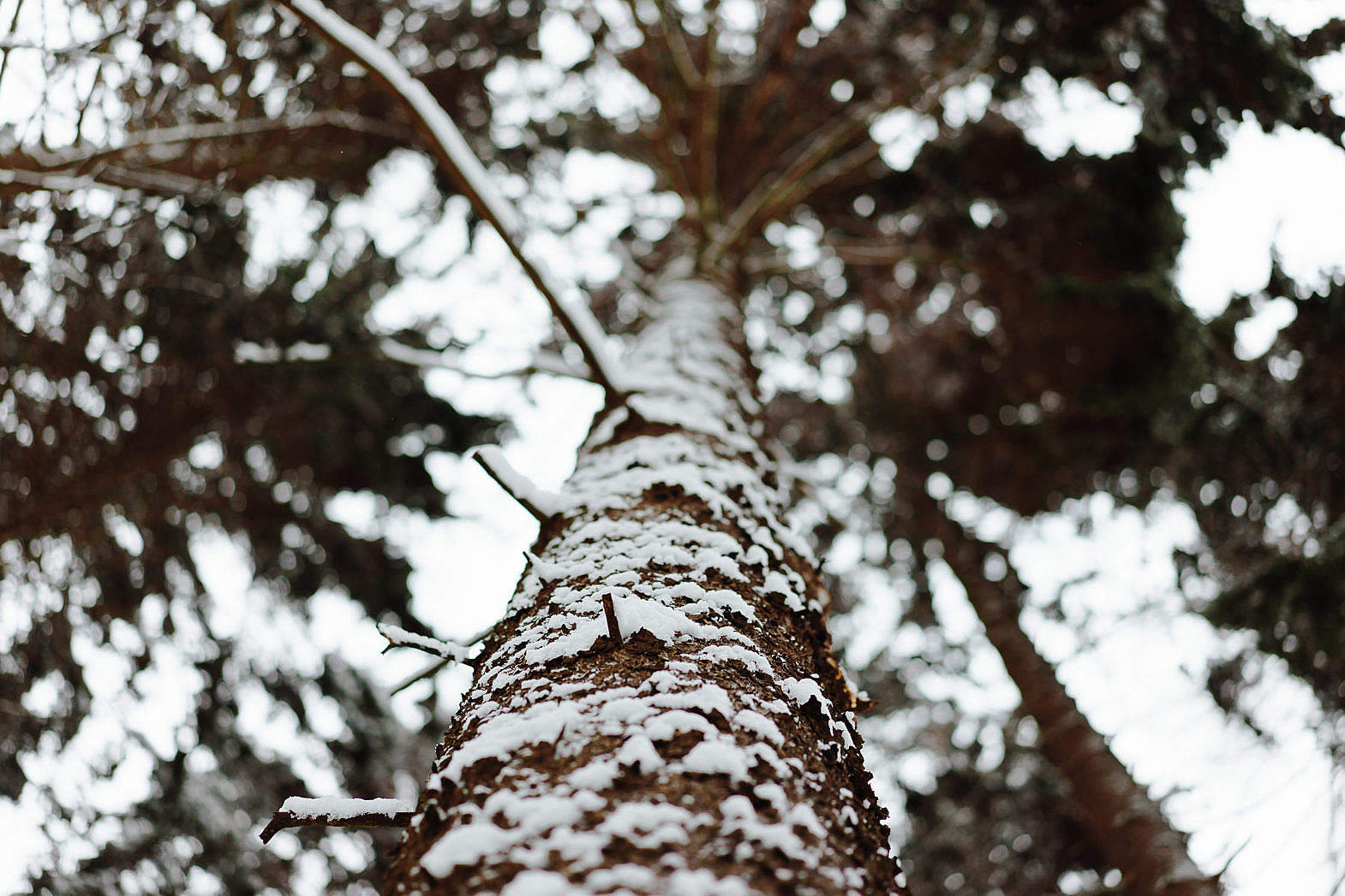 Tree Trunk in Winter Free Stock Photo | picjumbo
